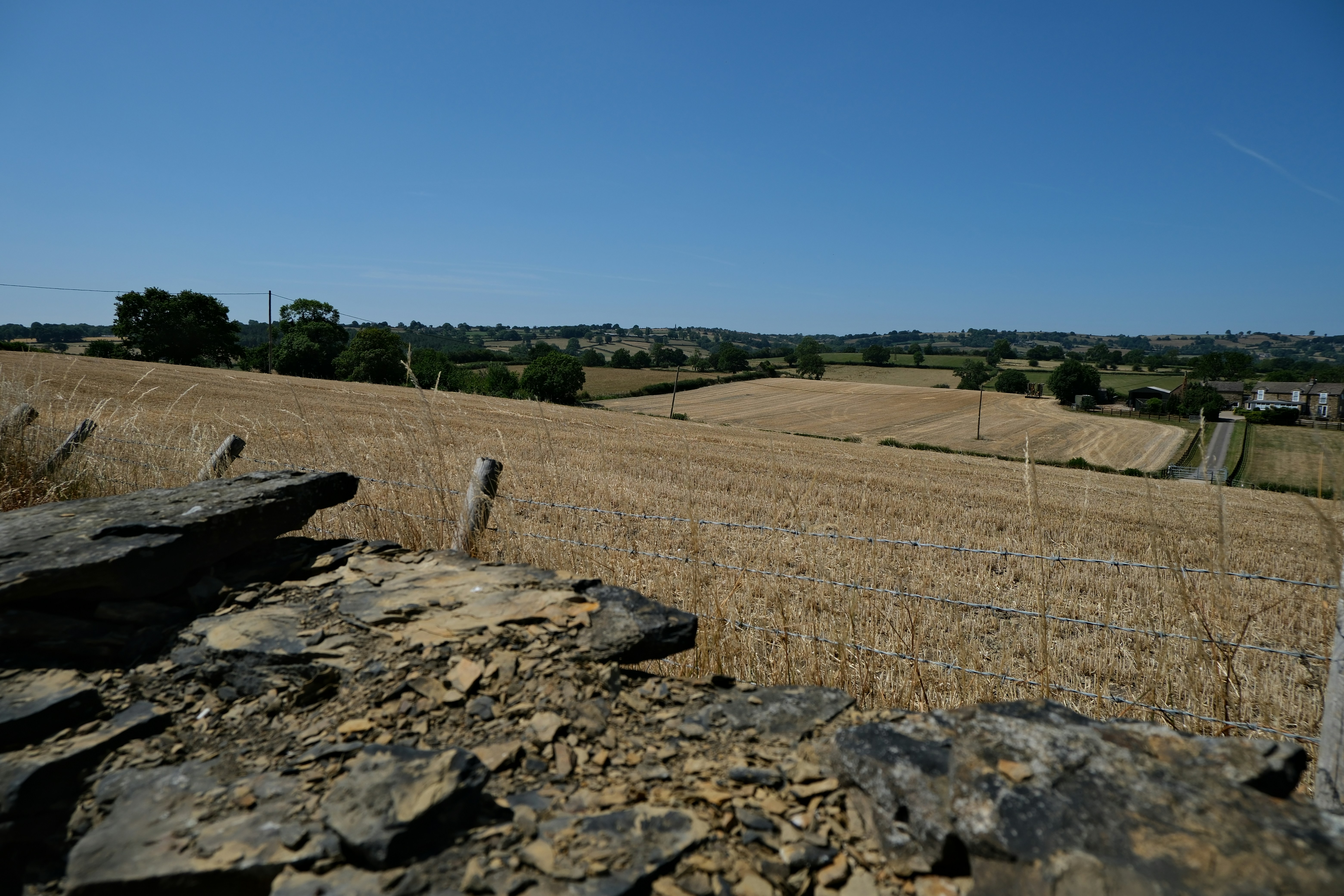 Golden Fields Under a Clear Sky