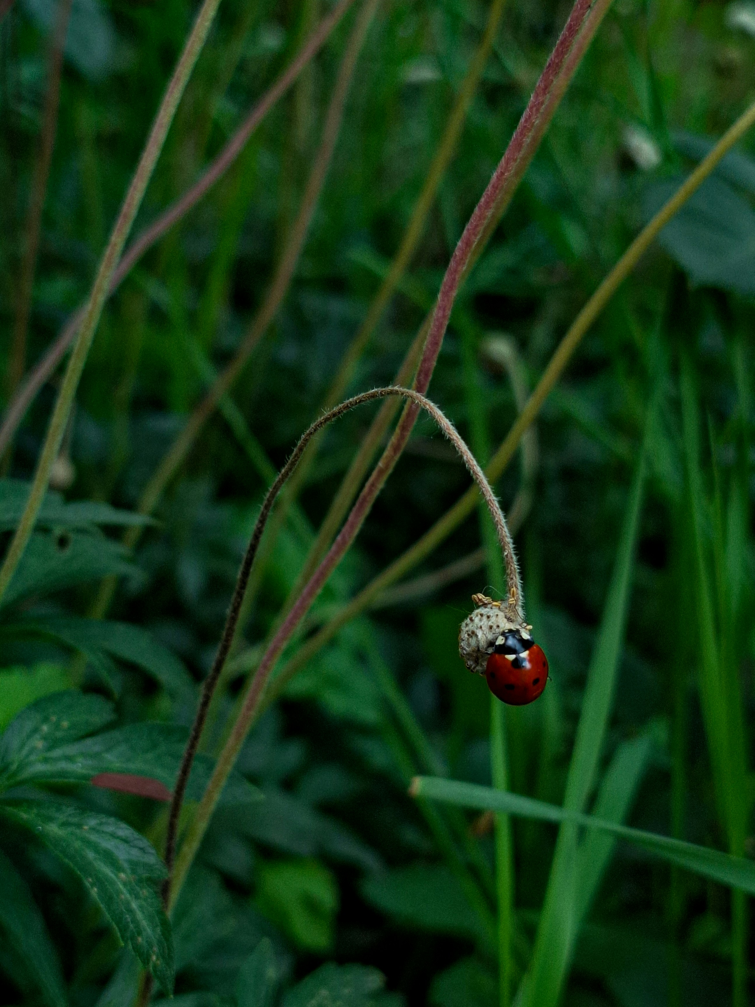 A ladybug rests on a curved, thin plant stem.