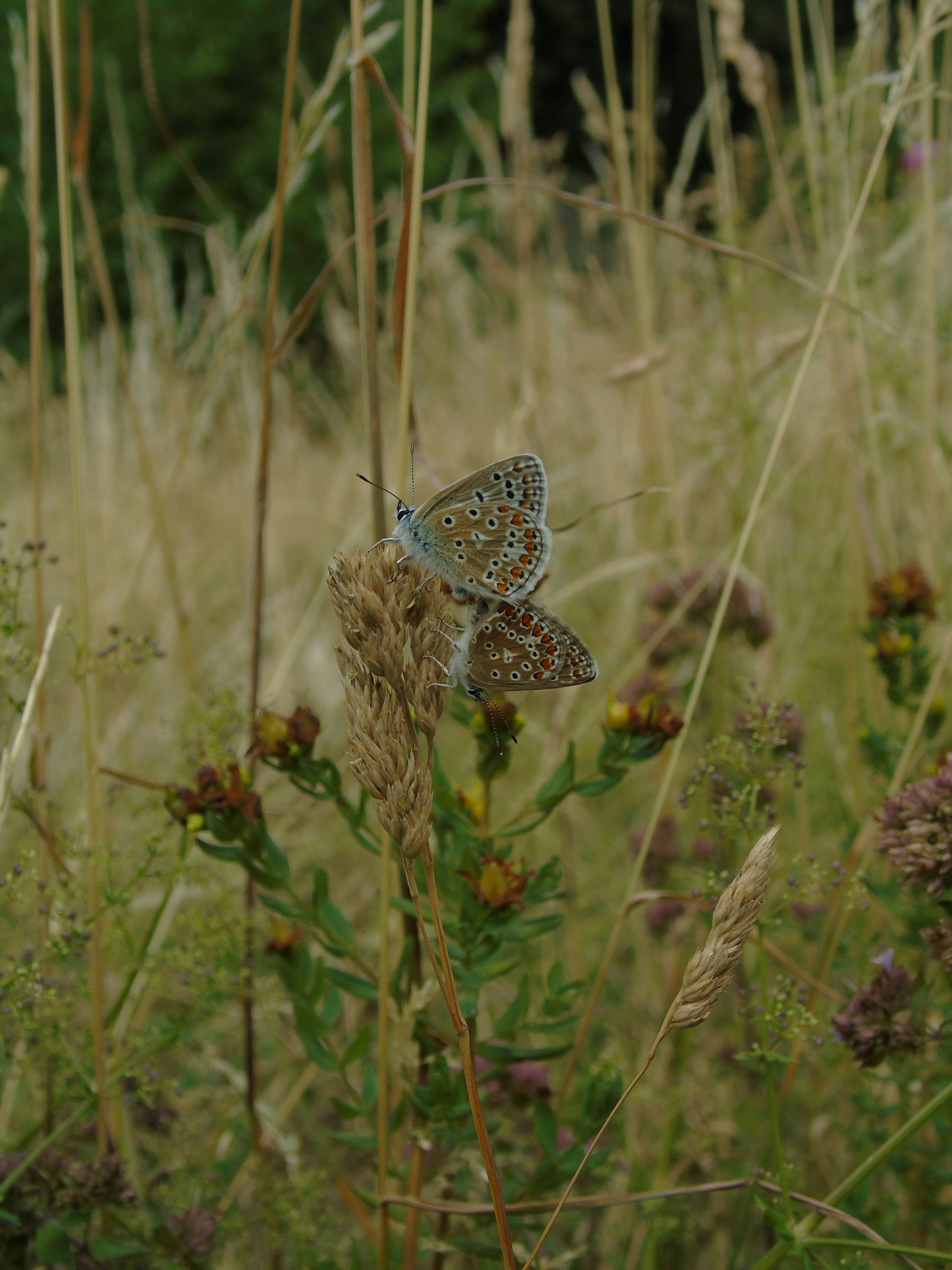 A butterfly perched on a grass stalk amidst a field of wildflowers, showcasing intricate patterns and colors against a soft, blurred background.