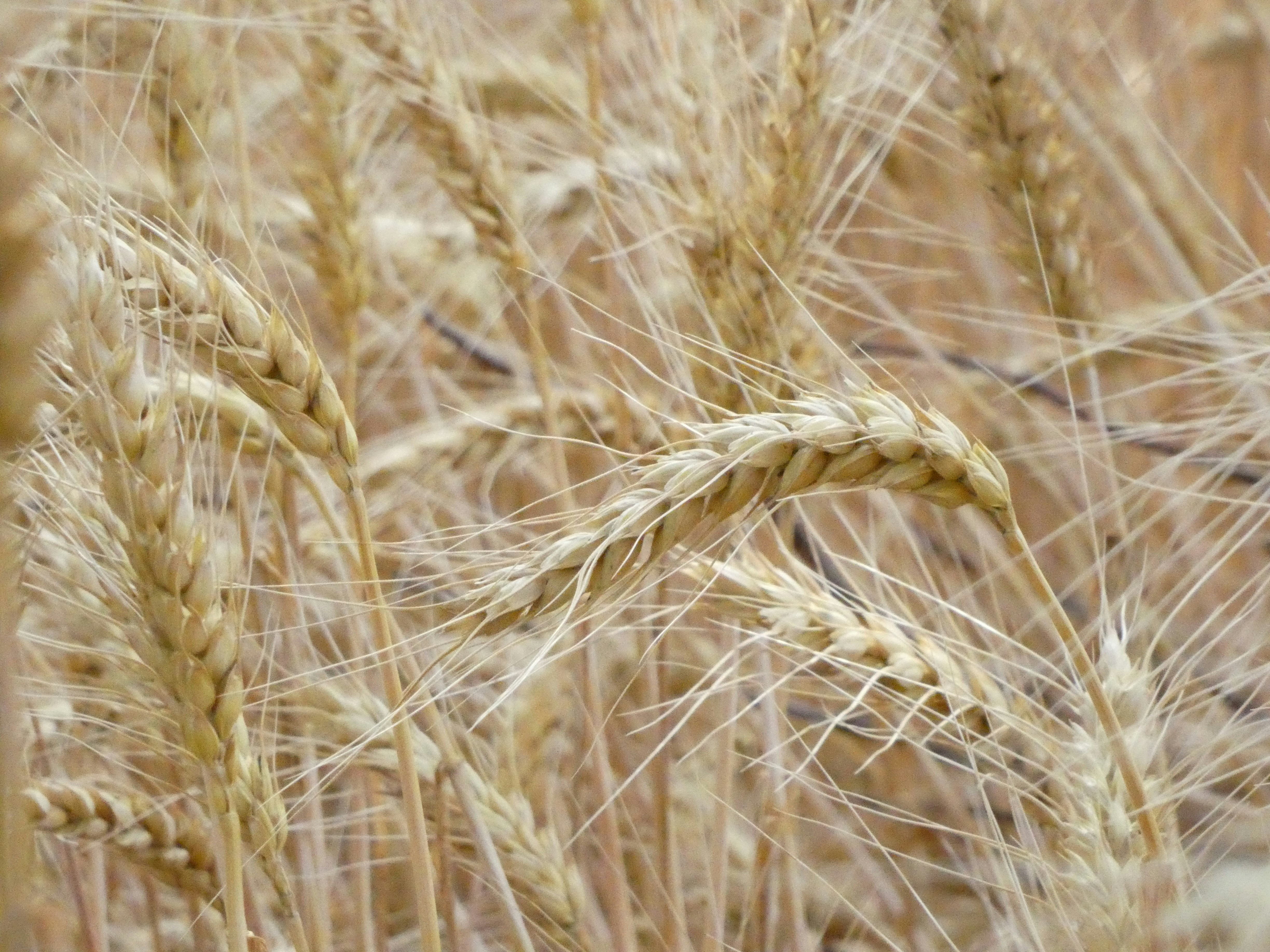 Sample photo from Panasonic Lumix FZ82D