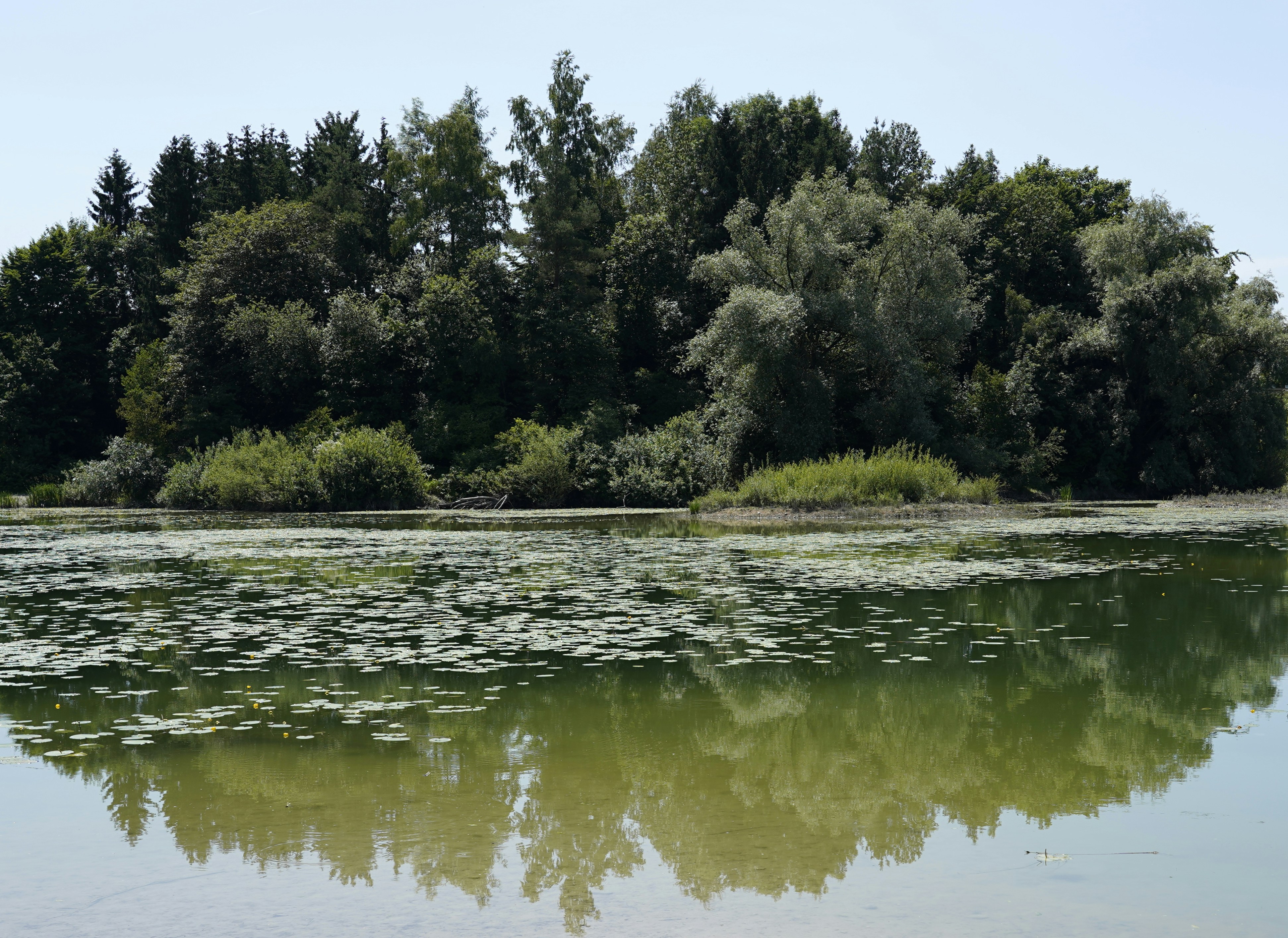 Weiher in ovaler Form mit grüner Spiegelung und Seerosen | Trees and their reflection in a pond.