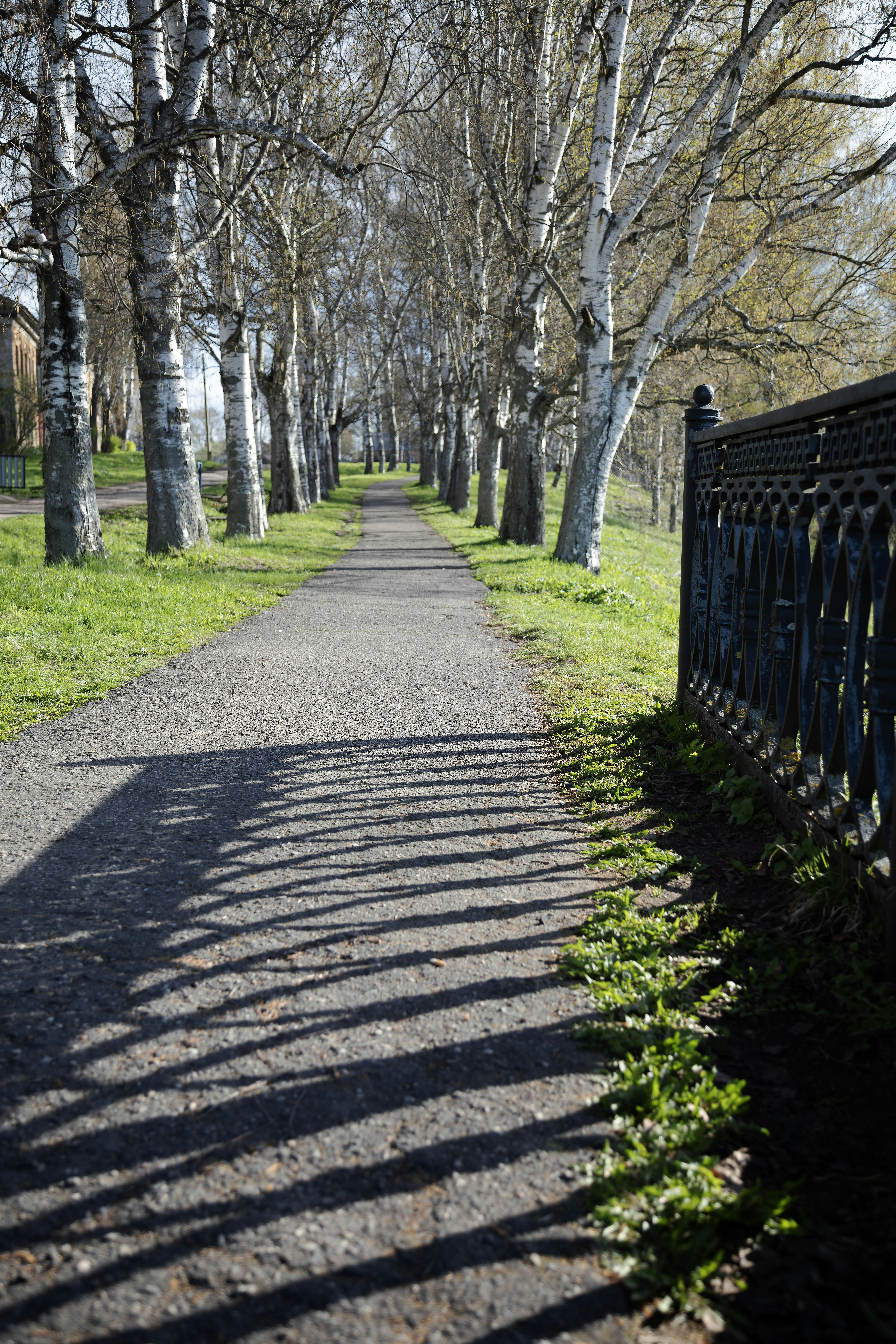 Tutaev, Russia | A path leads through a park lined with trees.