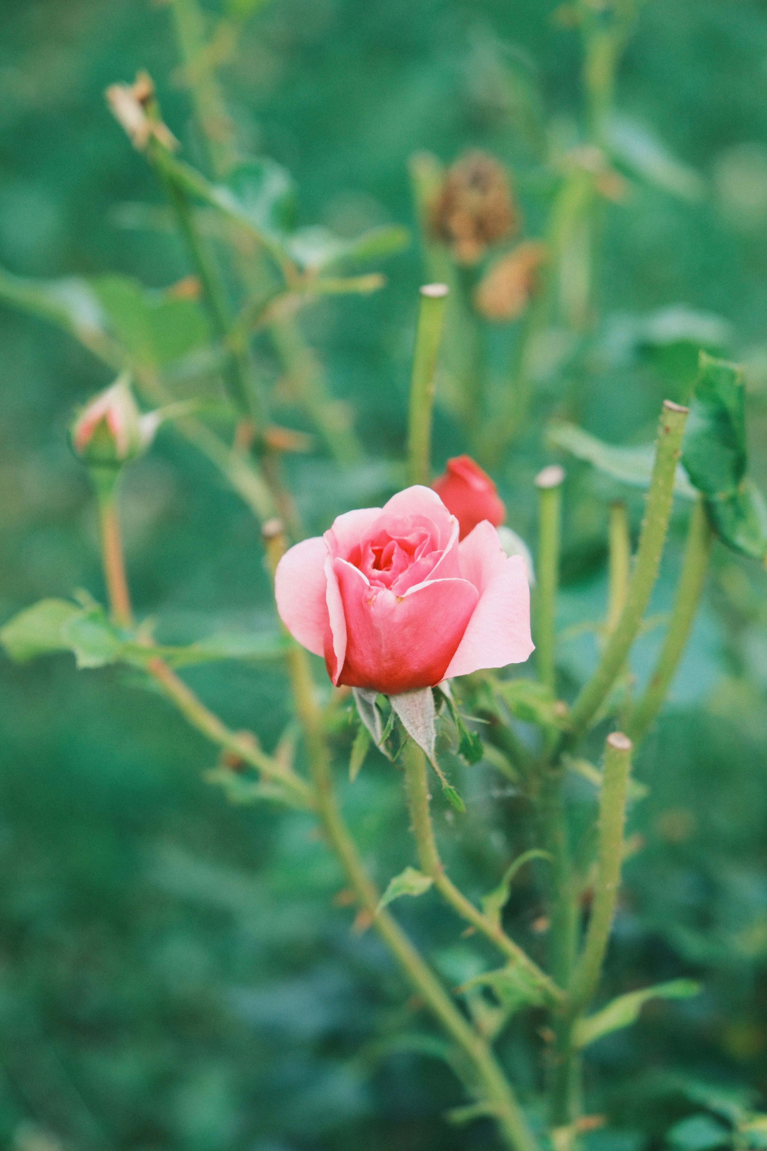 A pink rosebud blooms against greenery.