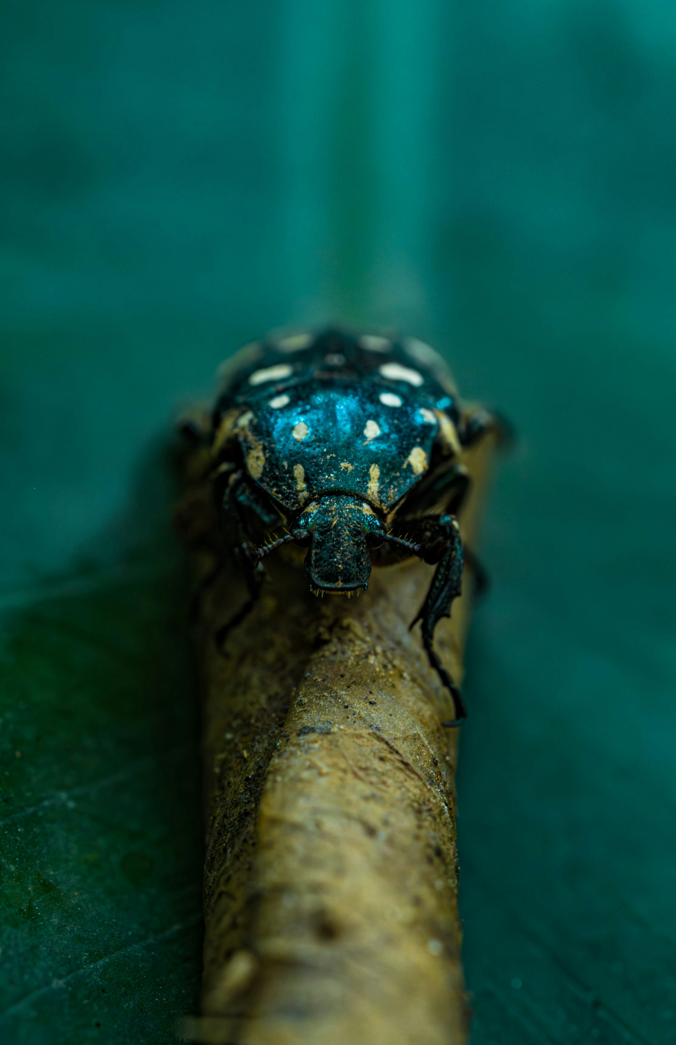 Emerald Guardian of the Leaf