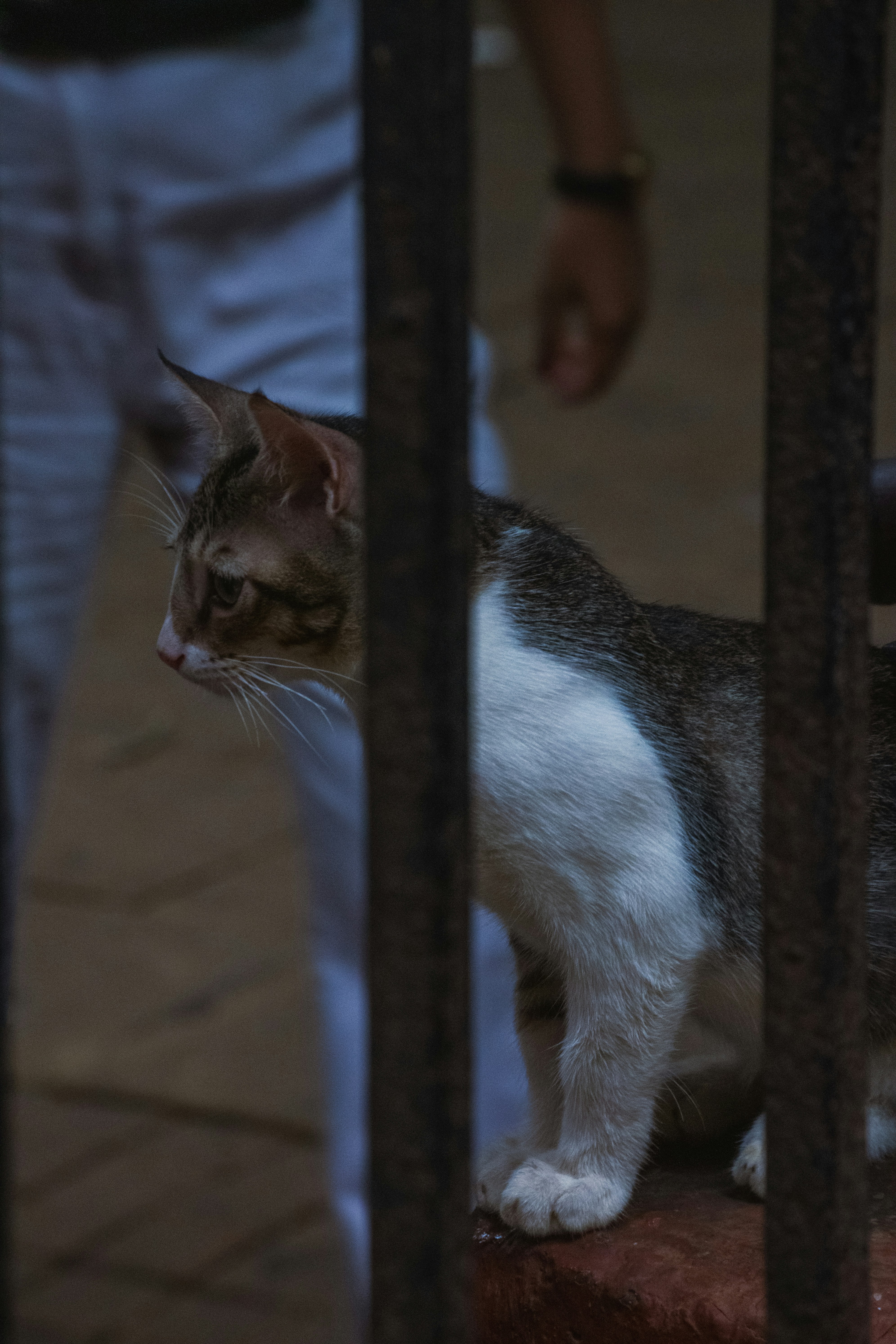 A curious cat peeks out from behind a set of bars, its attentive gaze capturing the essence of its surroundings.