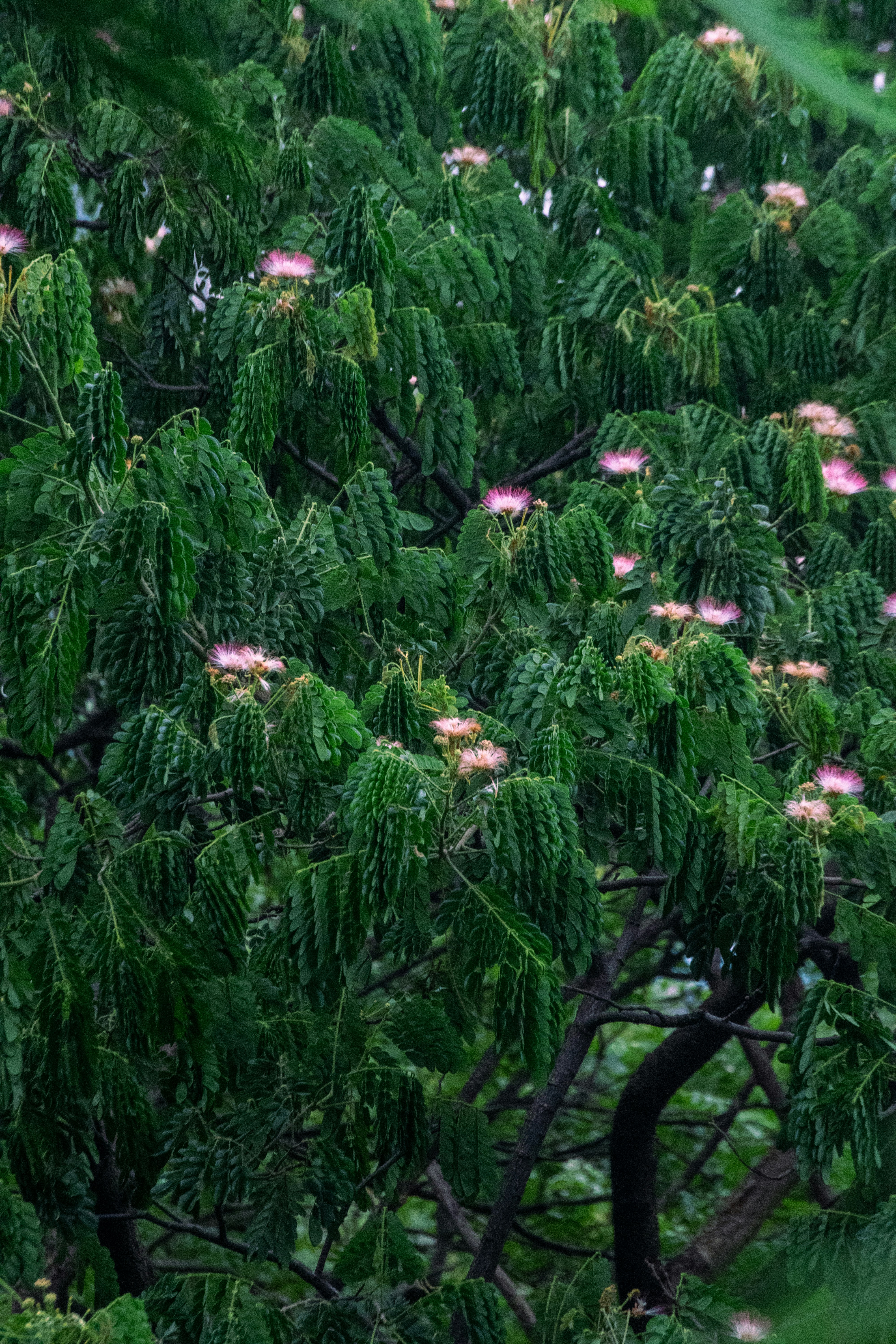 Blossoming Neon Fuzz on a Verdant Canopy