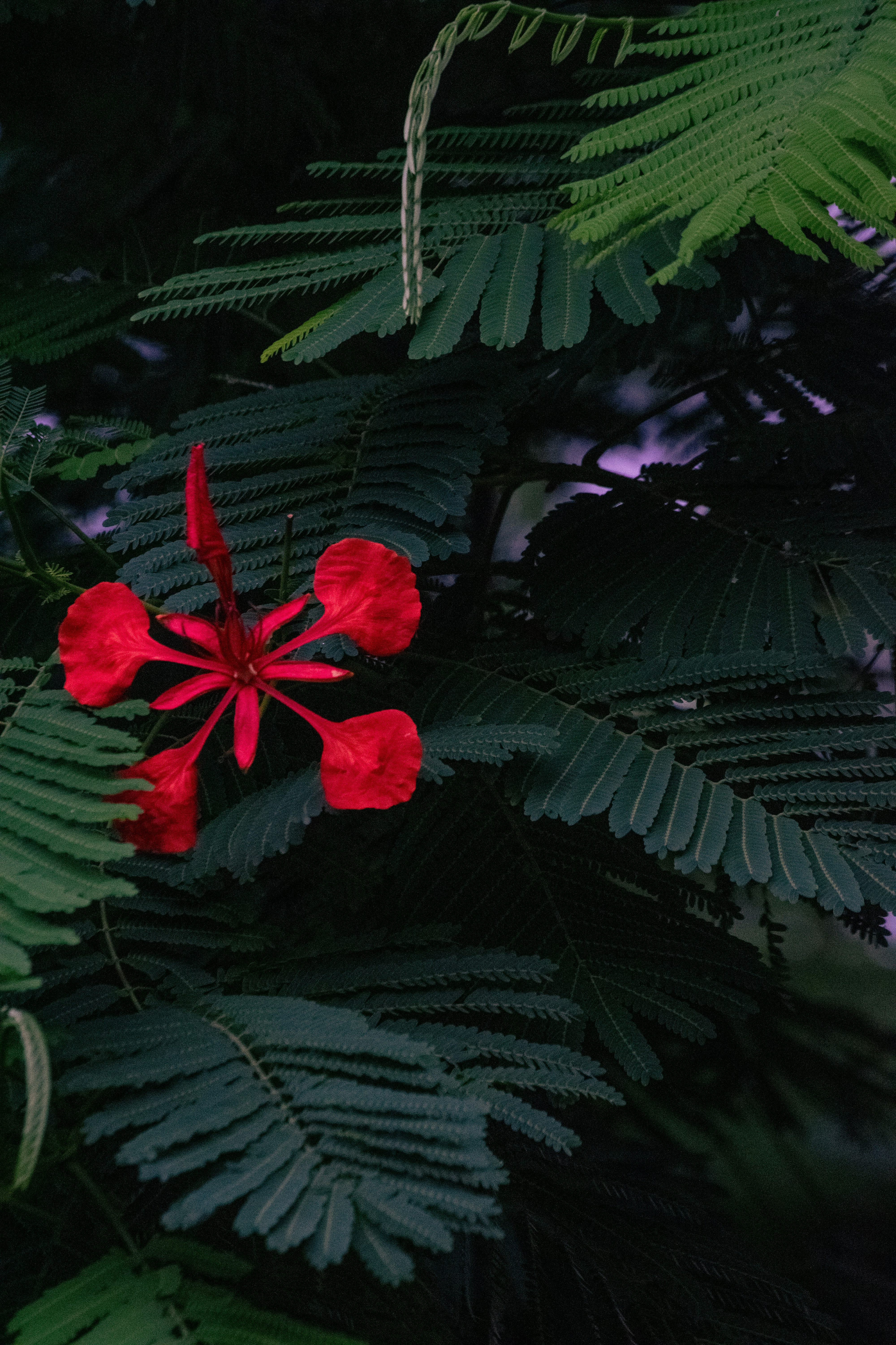 Crimson Blossom Amidst Verdant Foliage