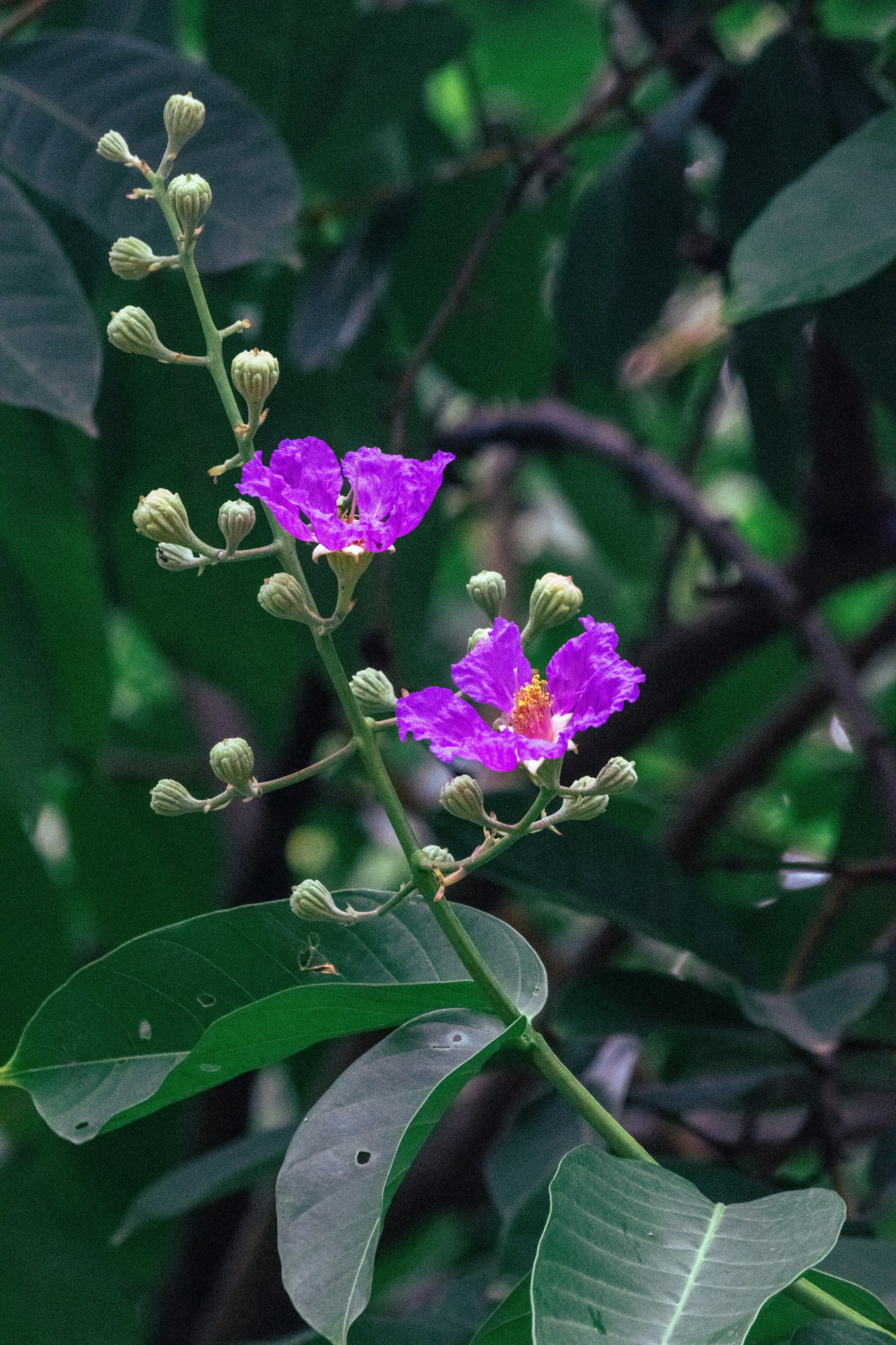 Vibrant purple flowers bloom on slender branches surrounded by lush green leaves.