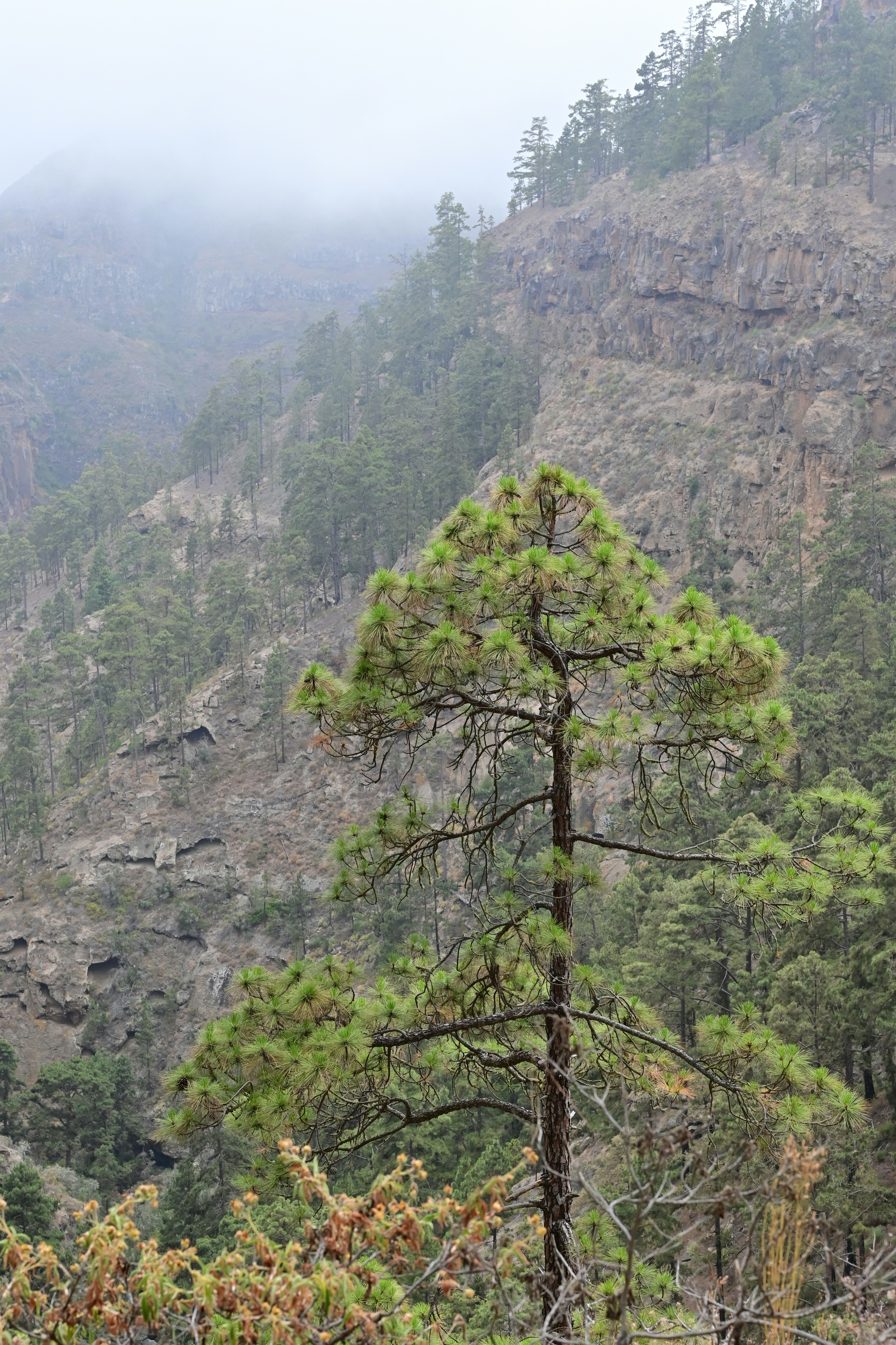A tall pine tree stands before a rocky mountain.