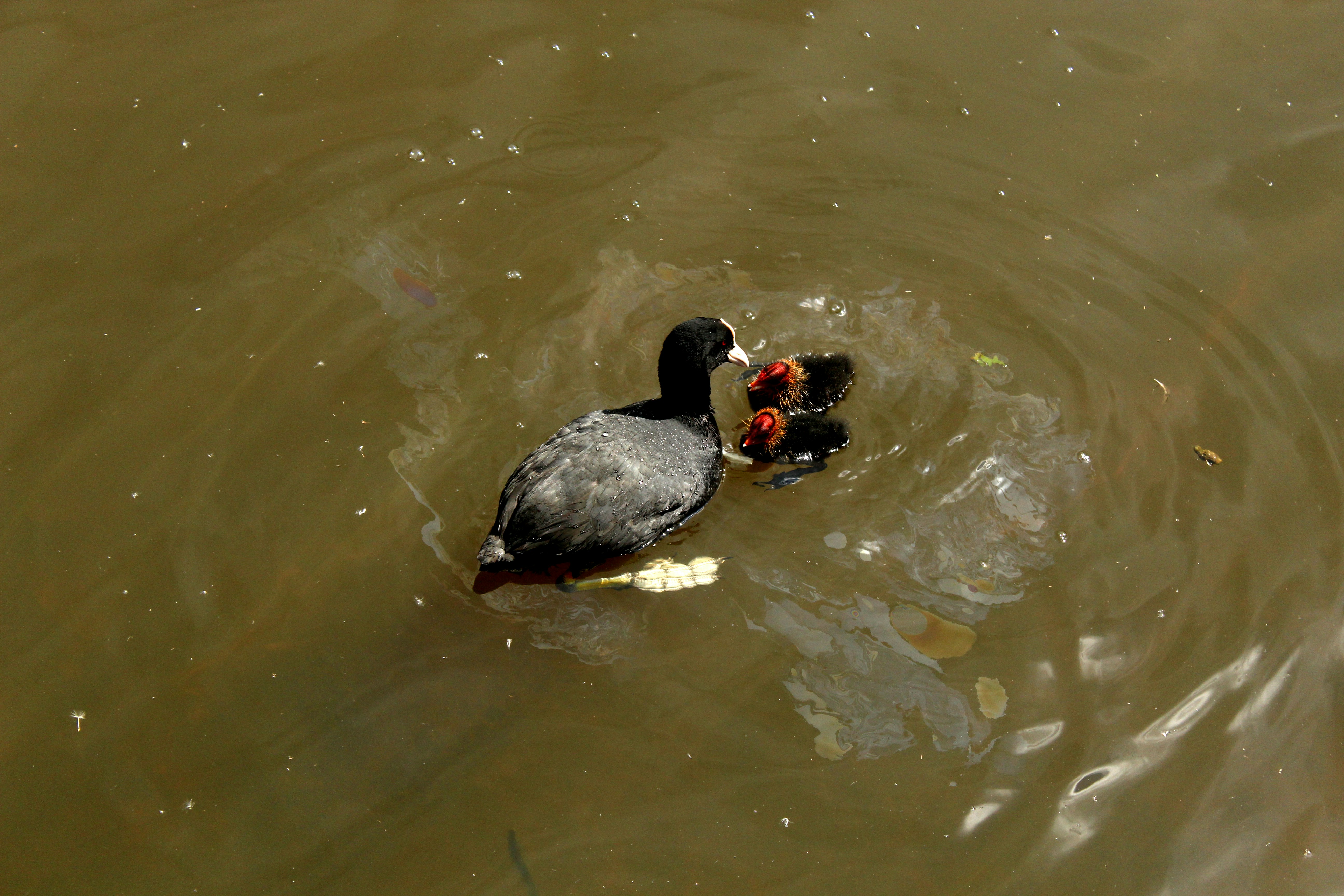 Harmony in the Water: A Duck's Gentle Encounter