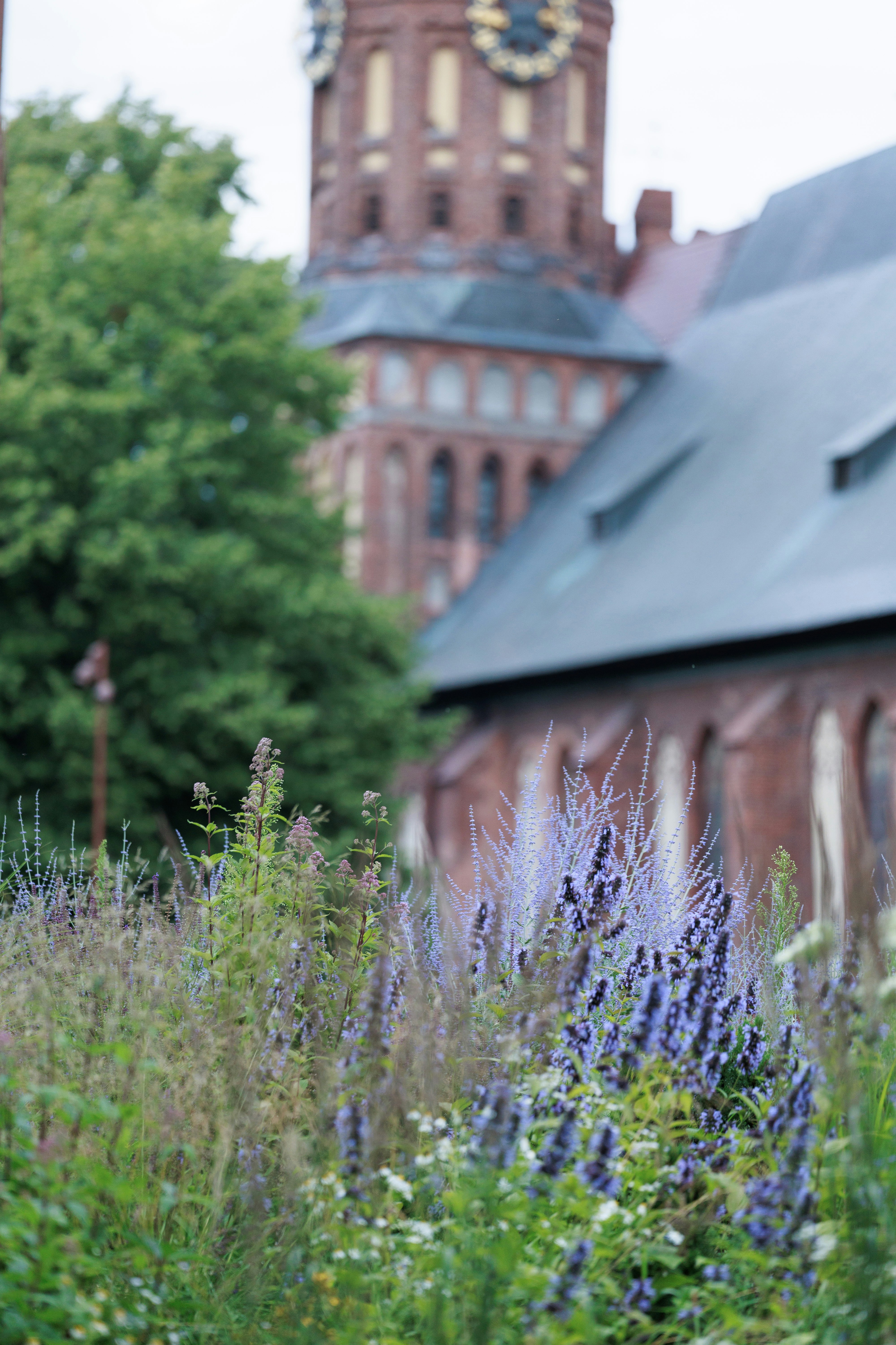 Whispers of Nature Amidst Urban Timekeepers