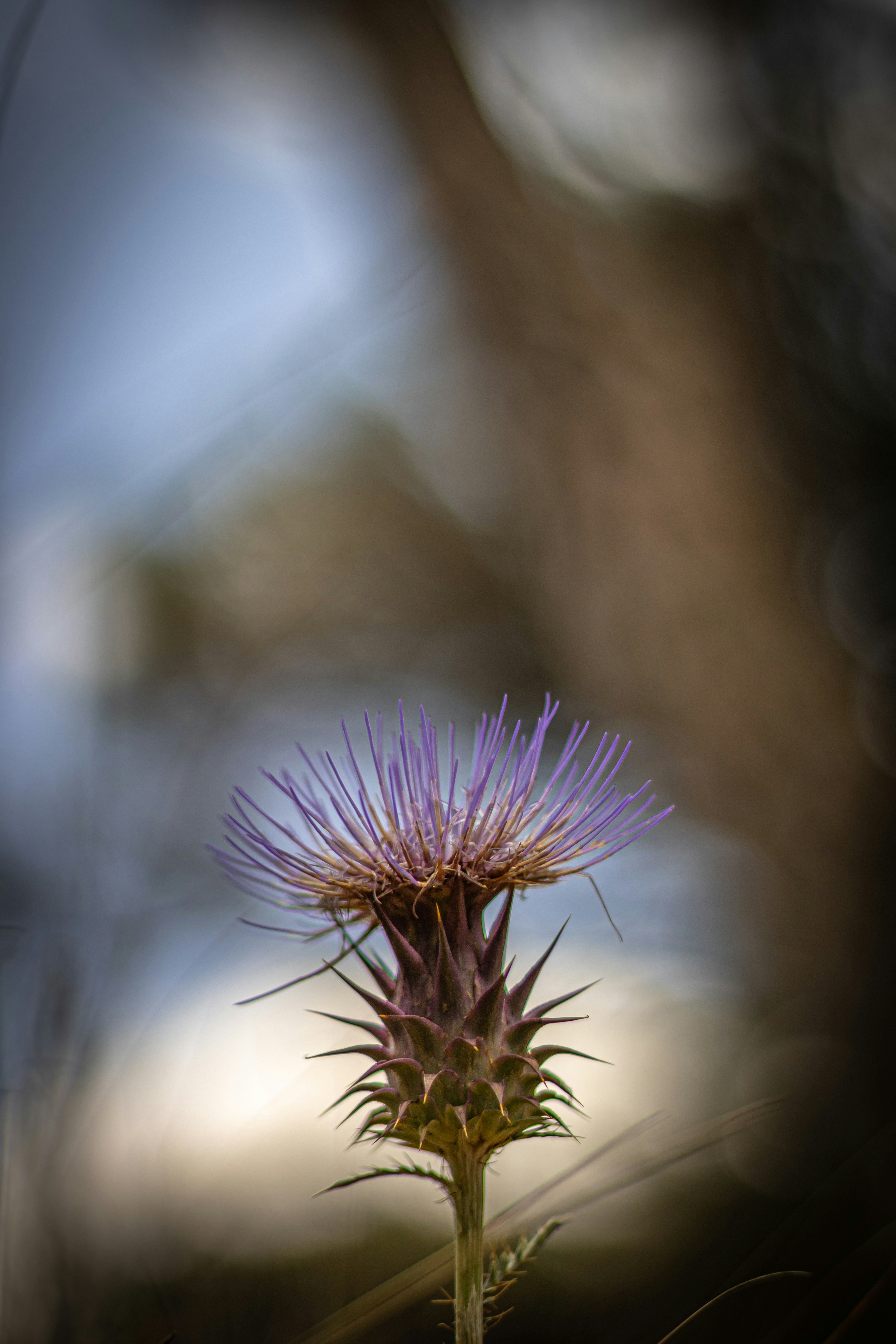 A purple thistle flourishes in the natural light.