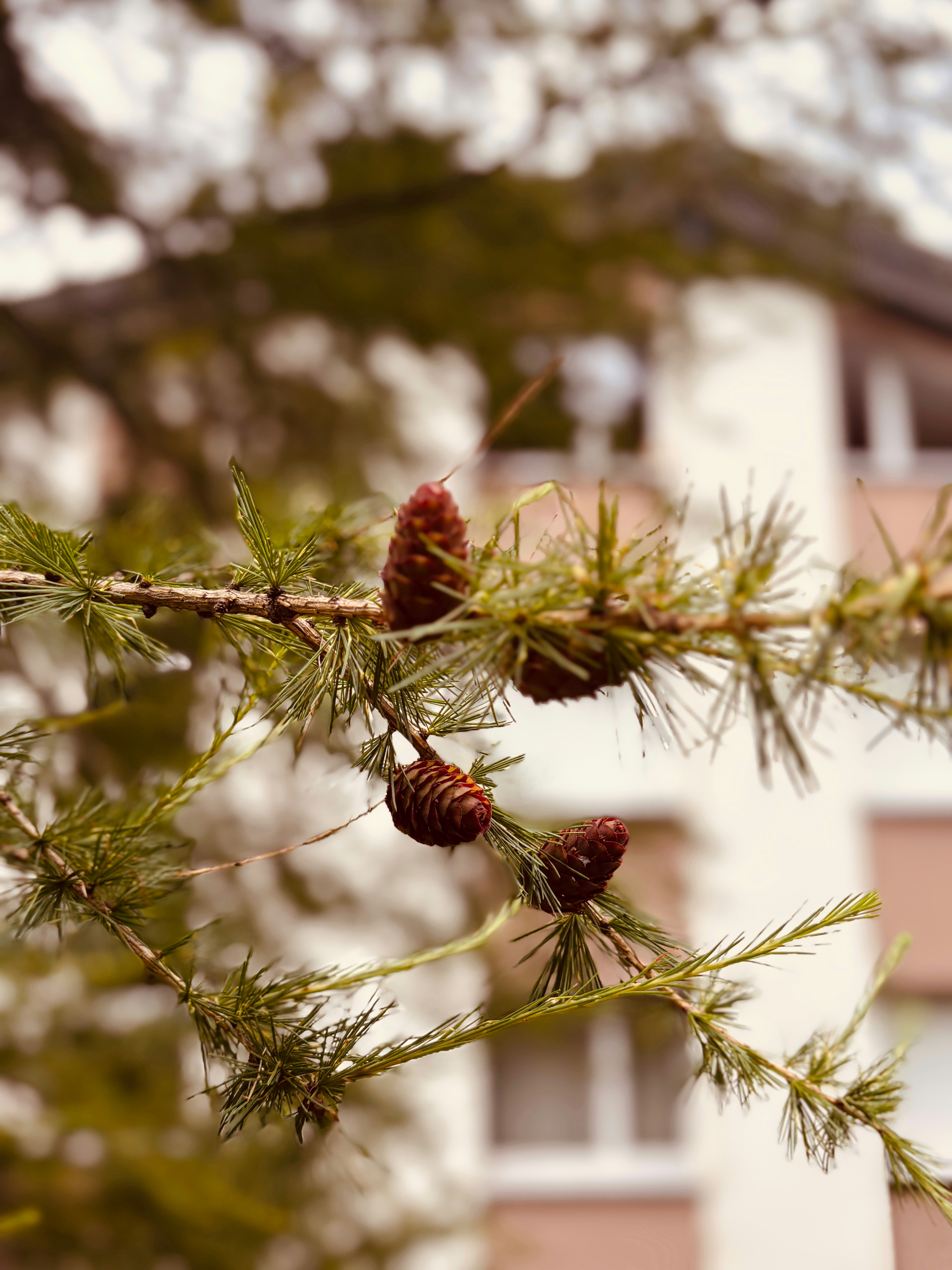 Nature's Subtle Details: A Pine Cone's Perspective