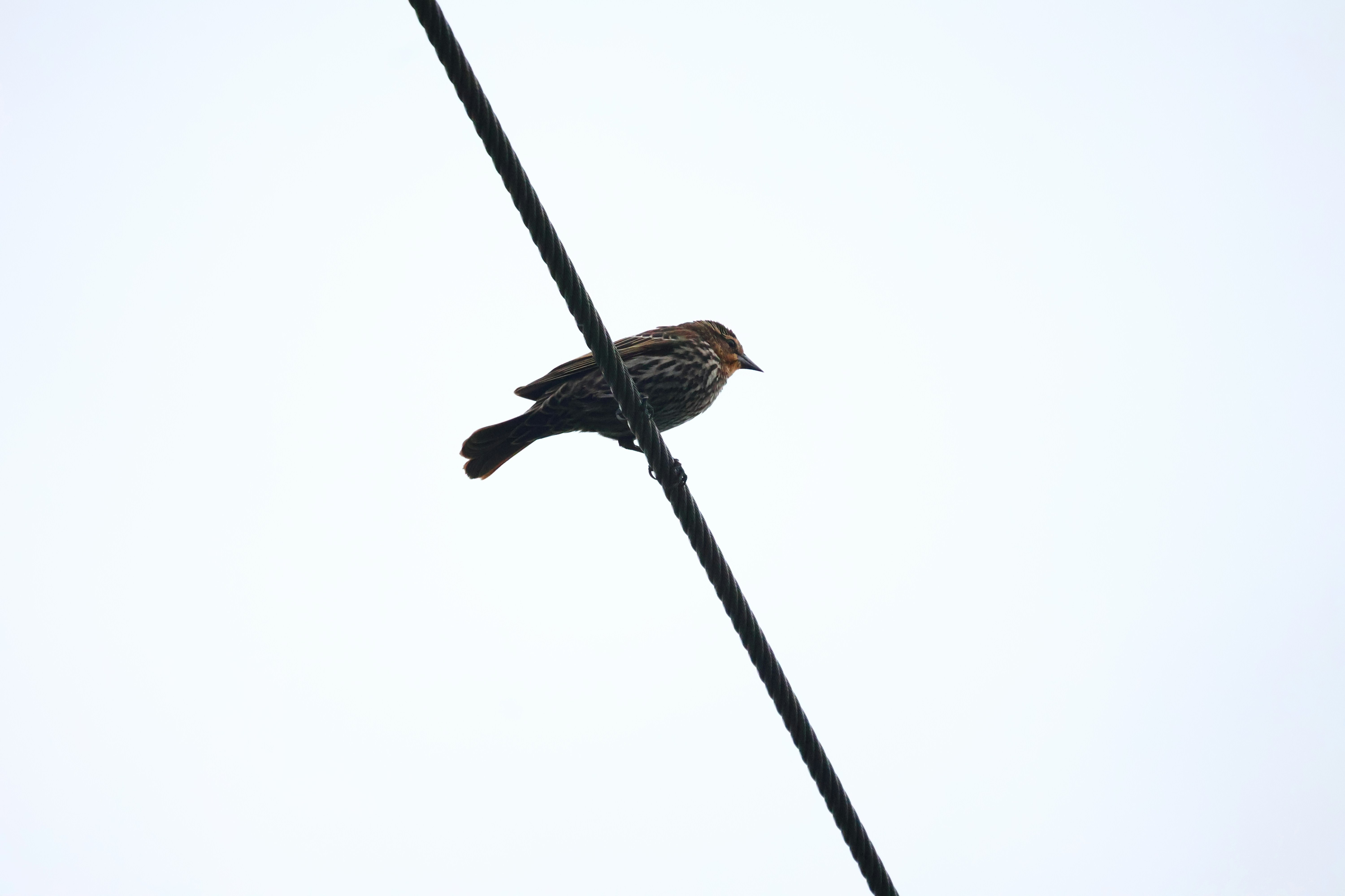 A bird perched on a power line against a soft, overcast sky, showcasing its subtle plumage and keen posture.
