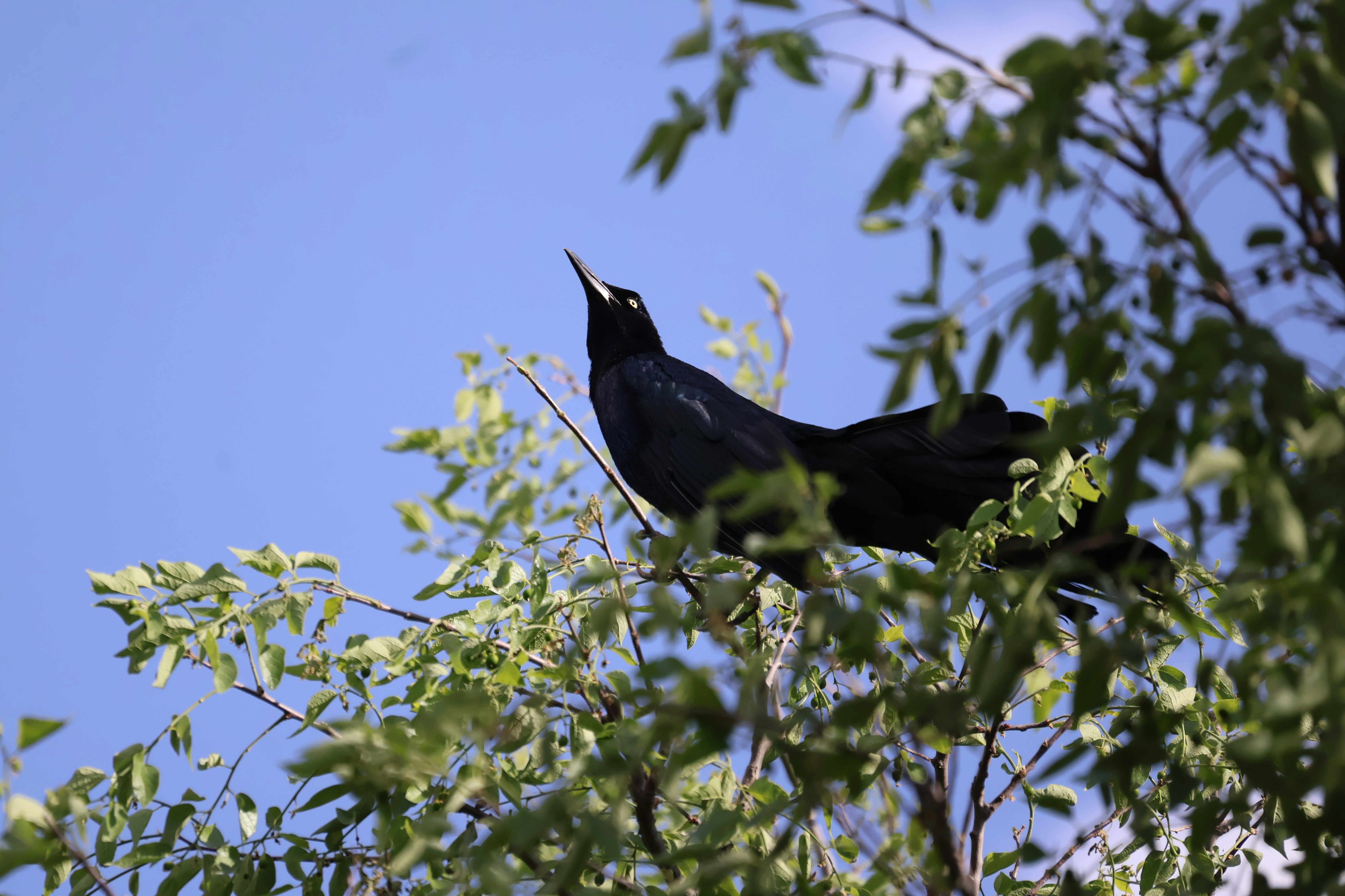 A black bird perched in a tree.
