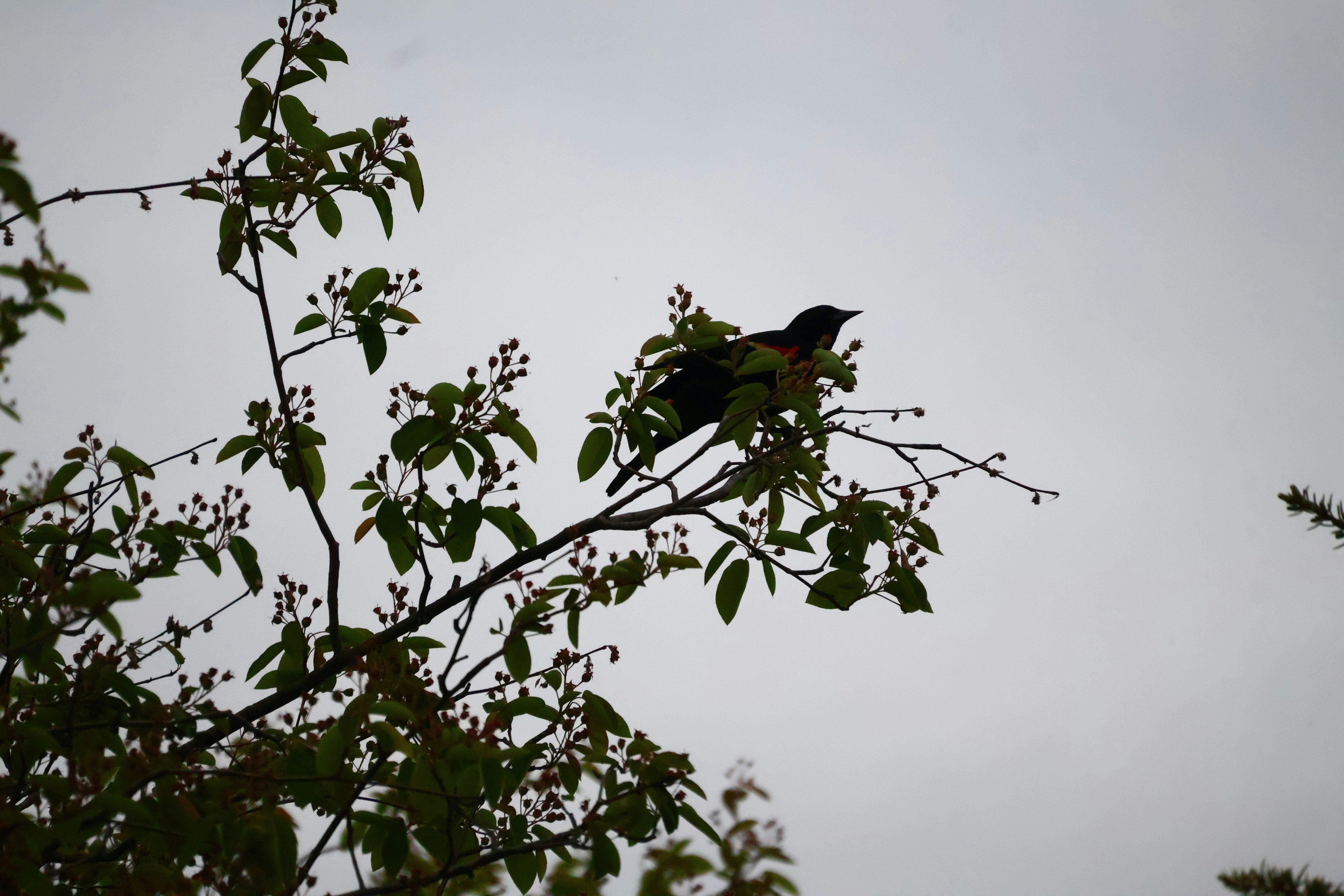 A bird sits perched on a tree branch.