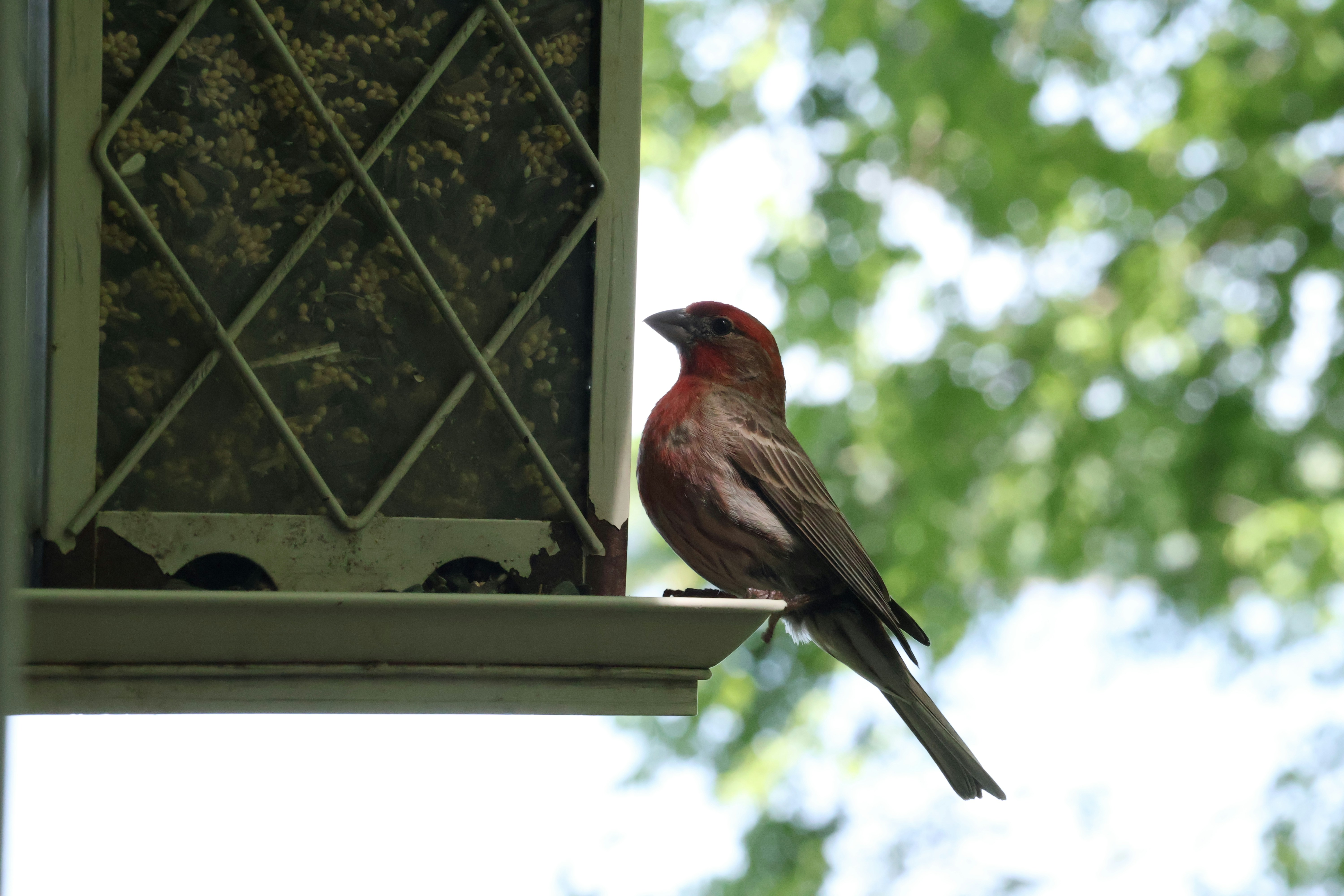 A purple finch perches near a bird feeder.