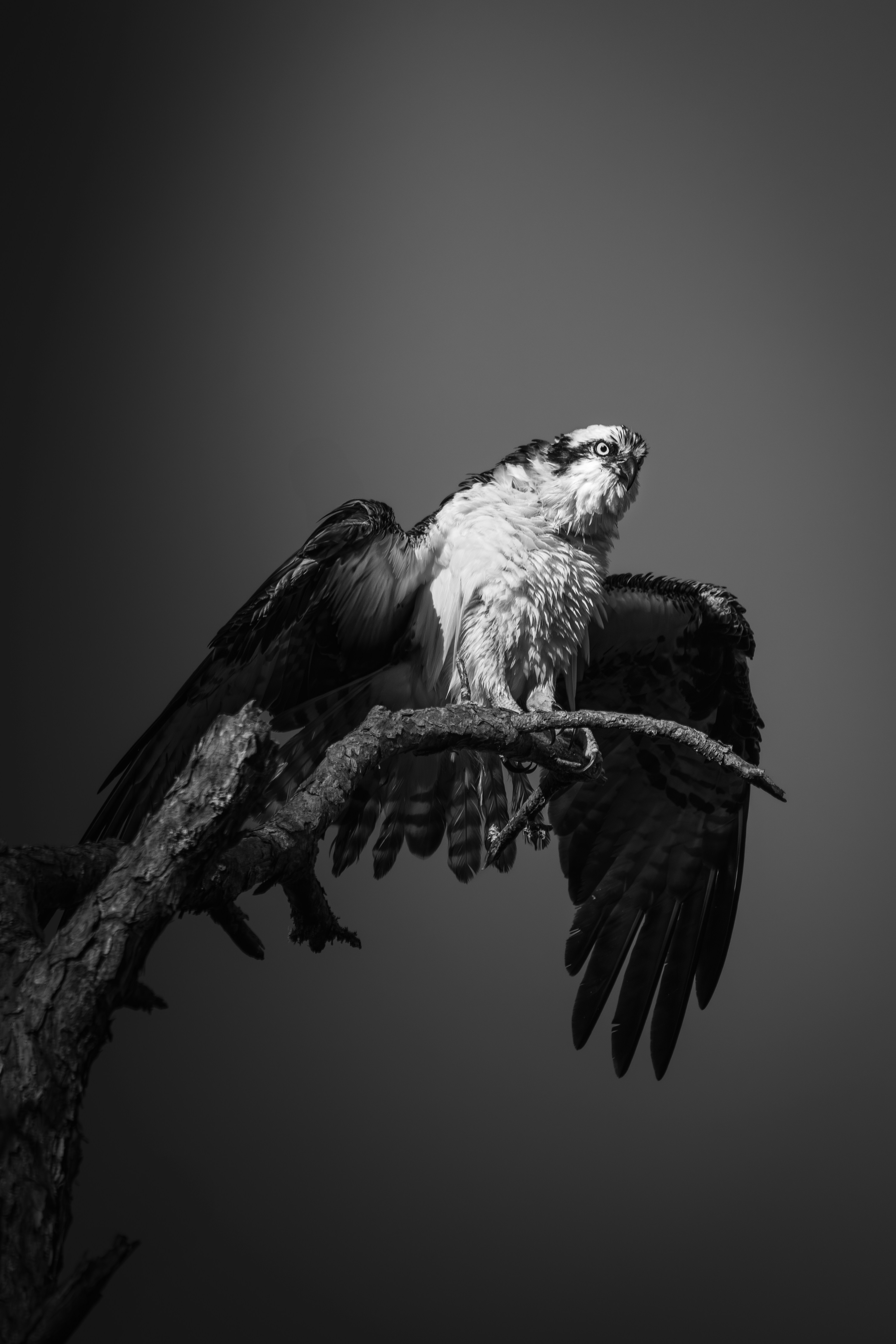 Black and white photograph of an osprey at the peak of wing extension, moments before taking flight. Captured against an empty sky, the image emphasizes form, motion, and silent power. | An osprey spreads its wings atop a tree branch.