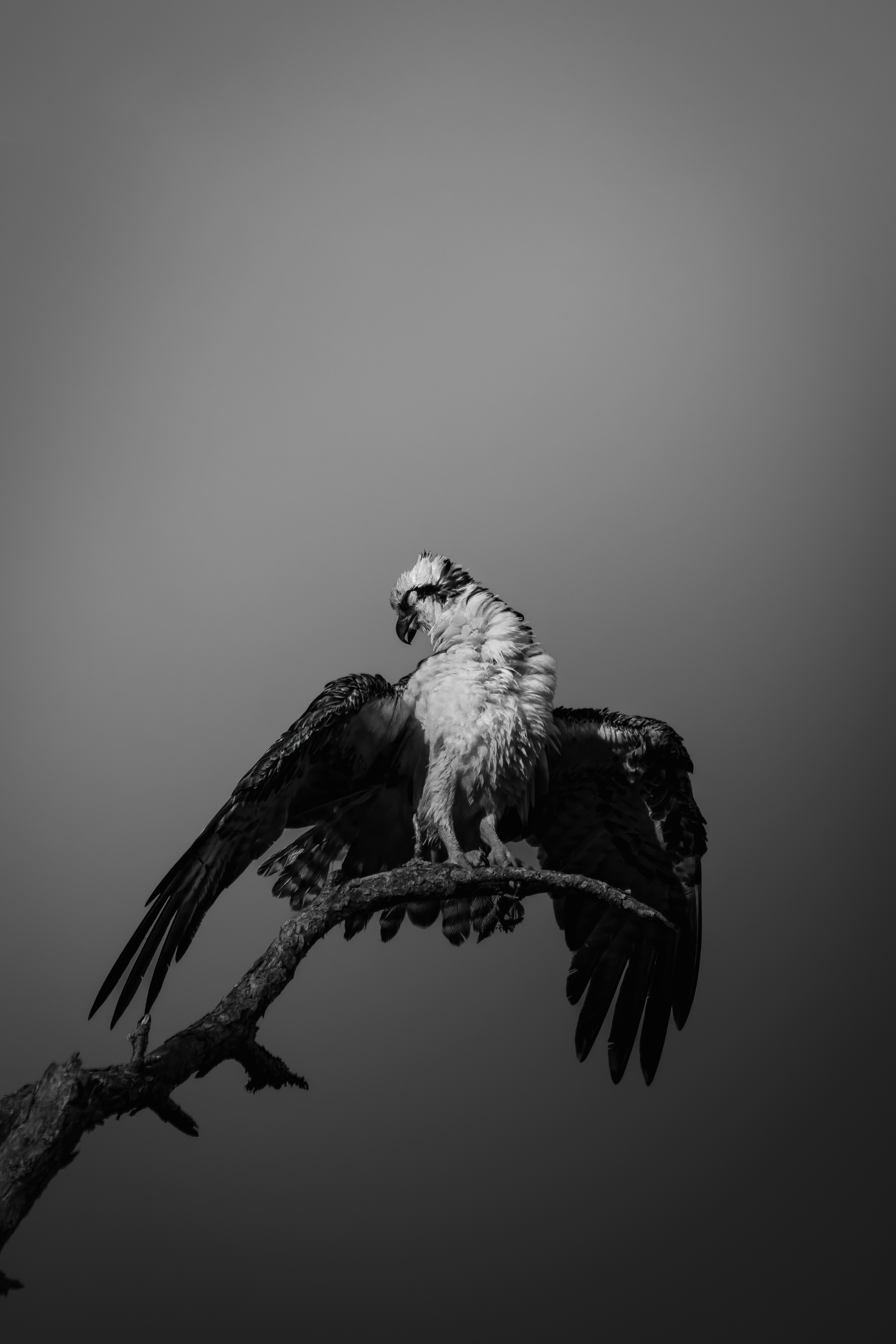 Majestic Sentinel of the Sky