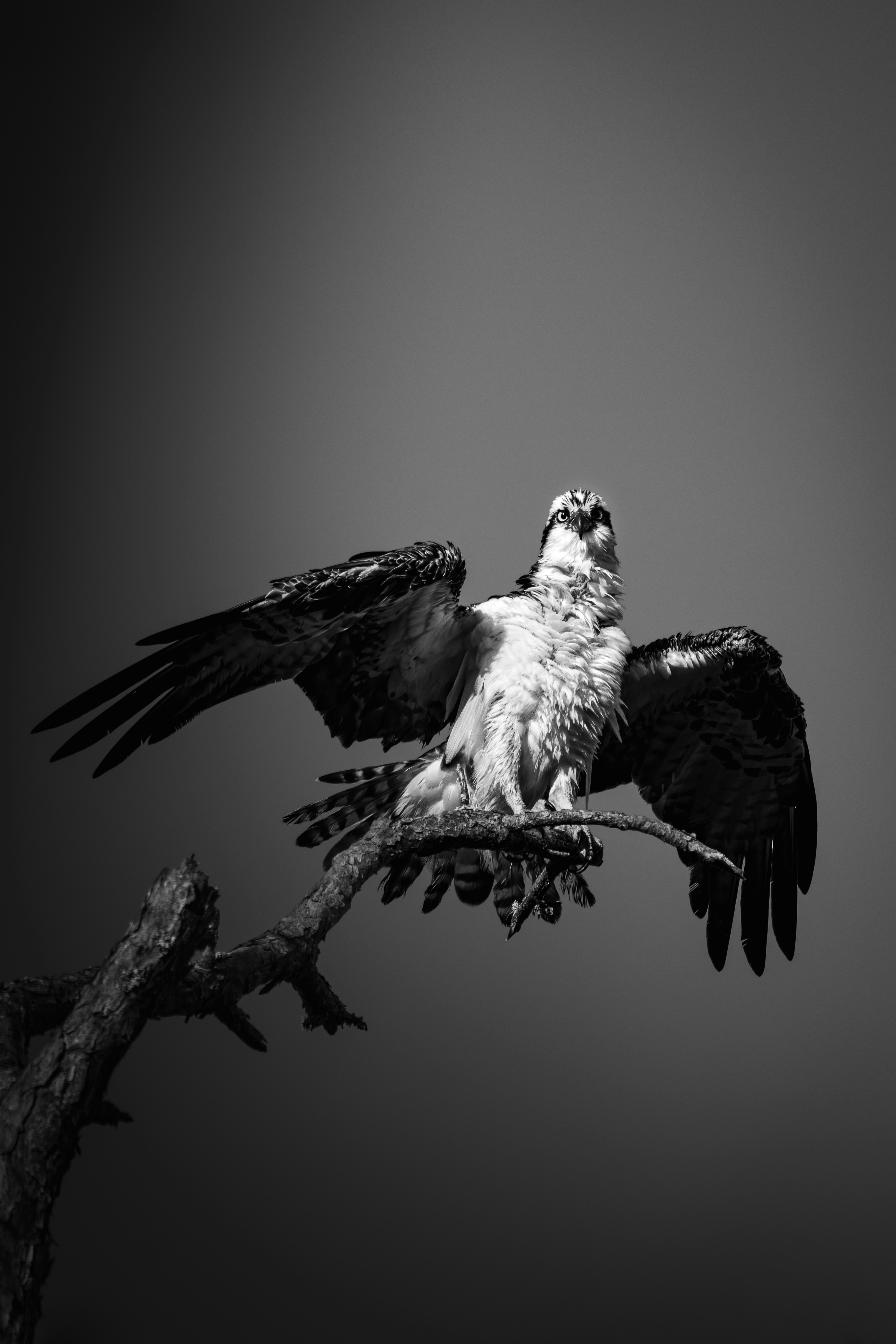 Majestic Sentinel of the Skies