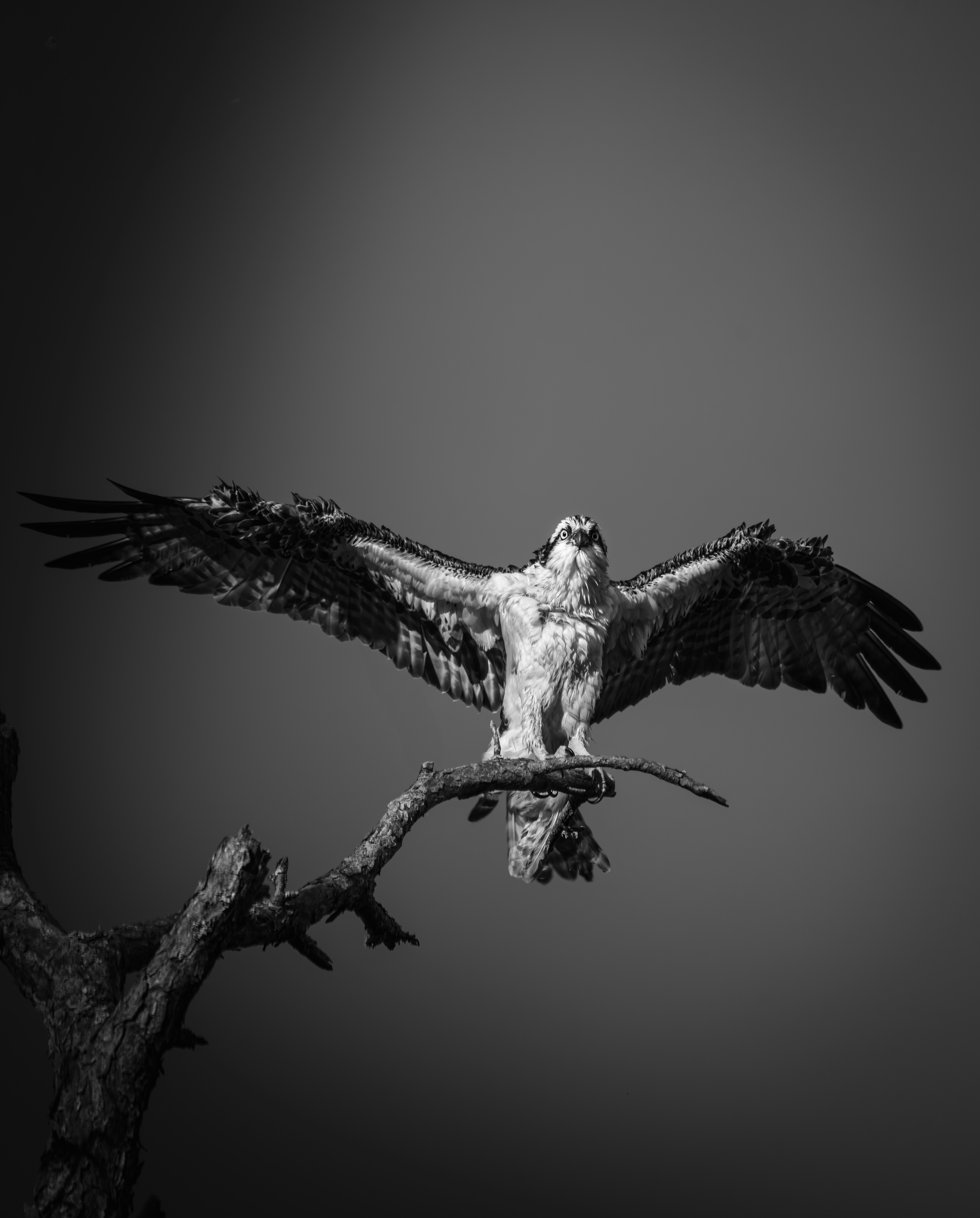 Majestic Sentinel: The Guardian of the Skies