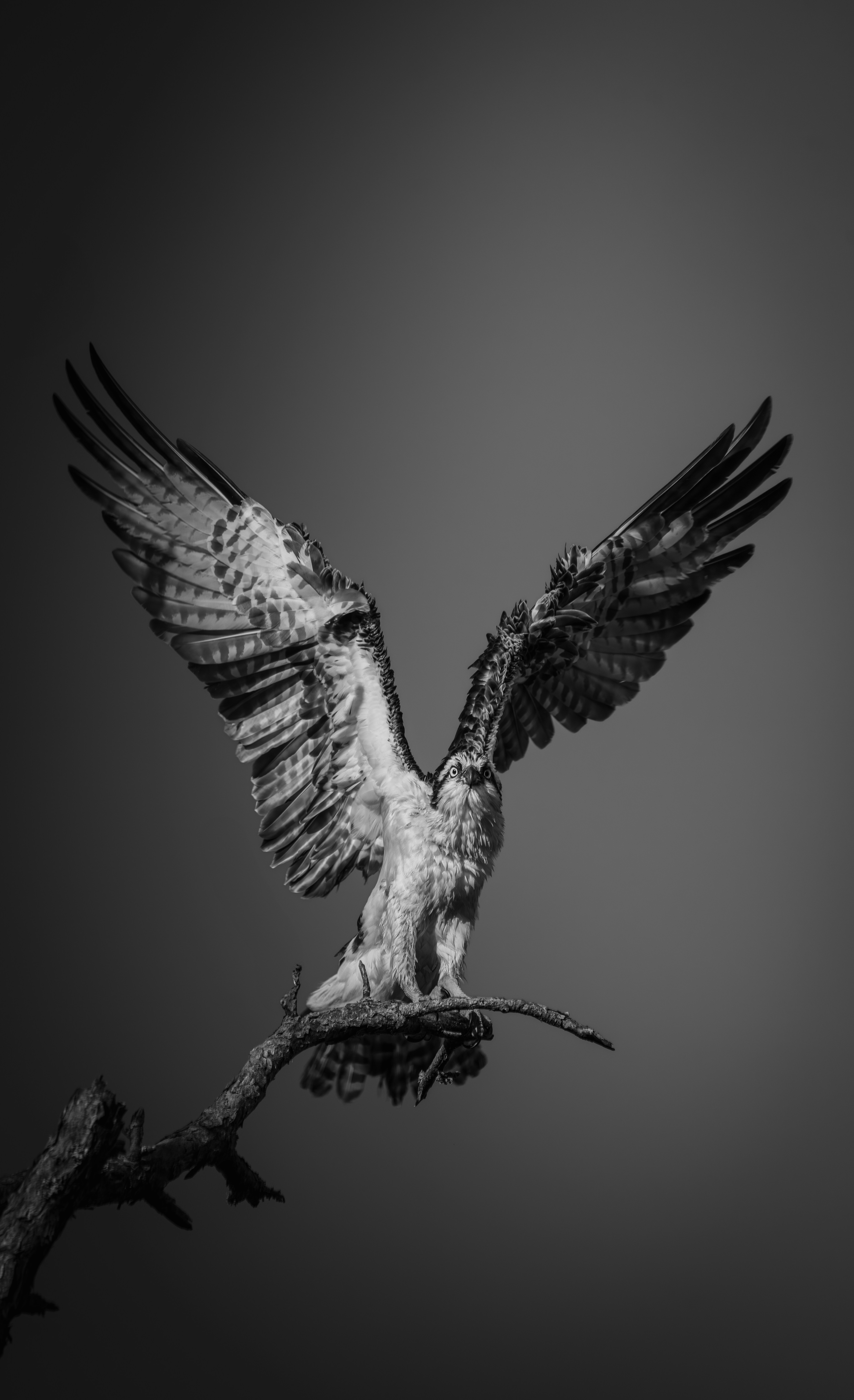 Bird with outstretched wings perched on a branch, set against a monochromatic backdrop.