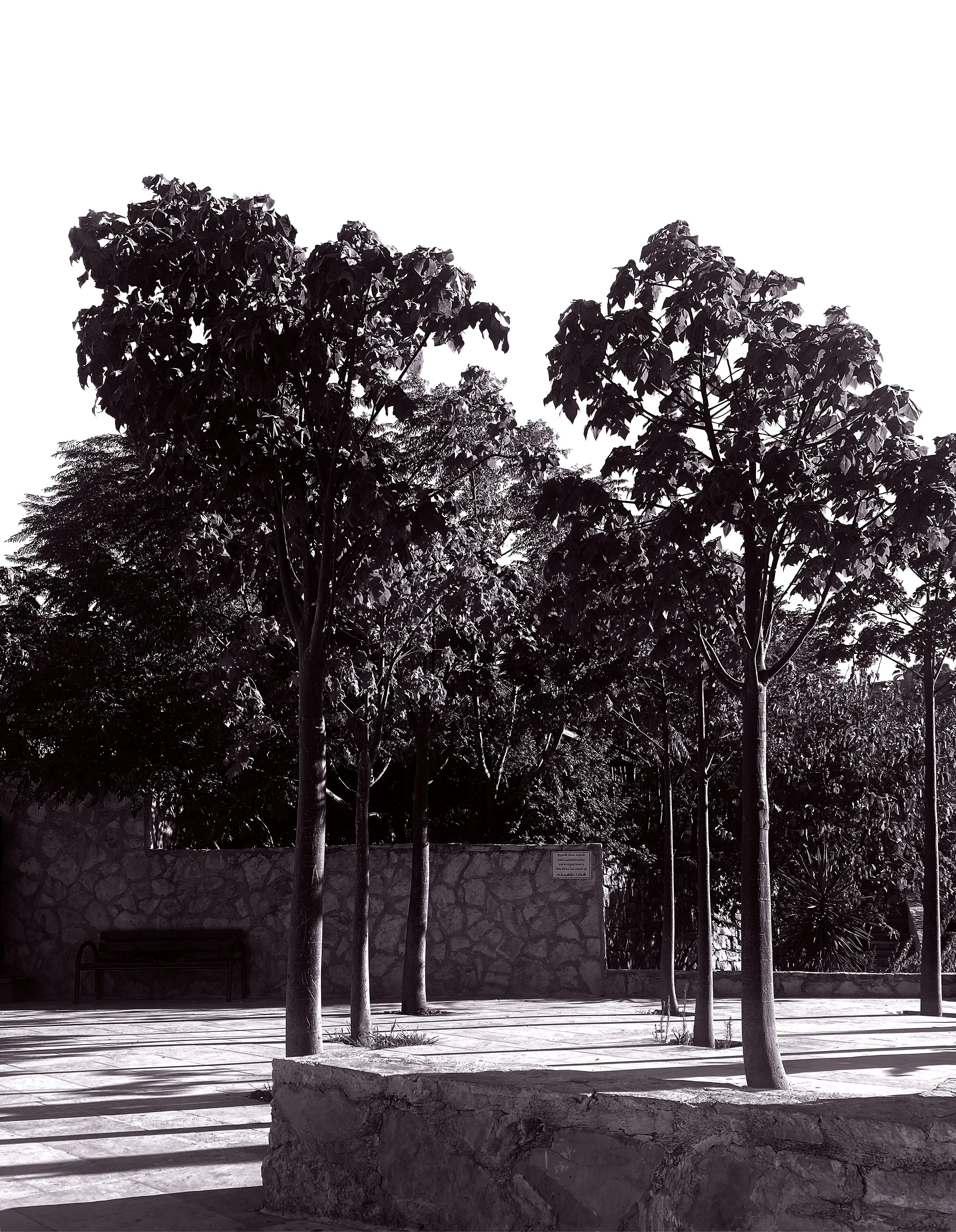 Serenity Amidst Urban Greenery