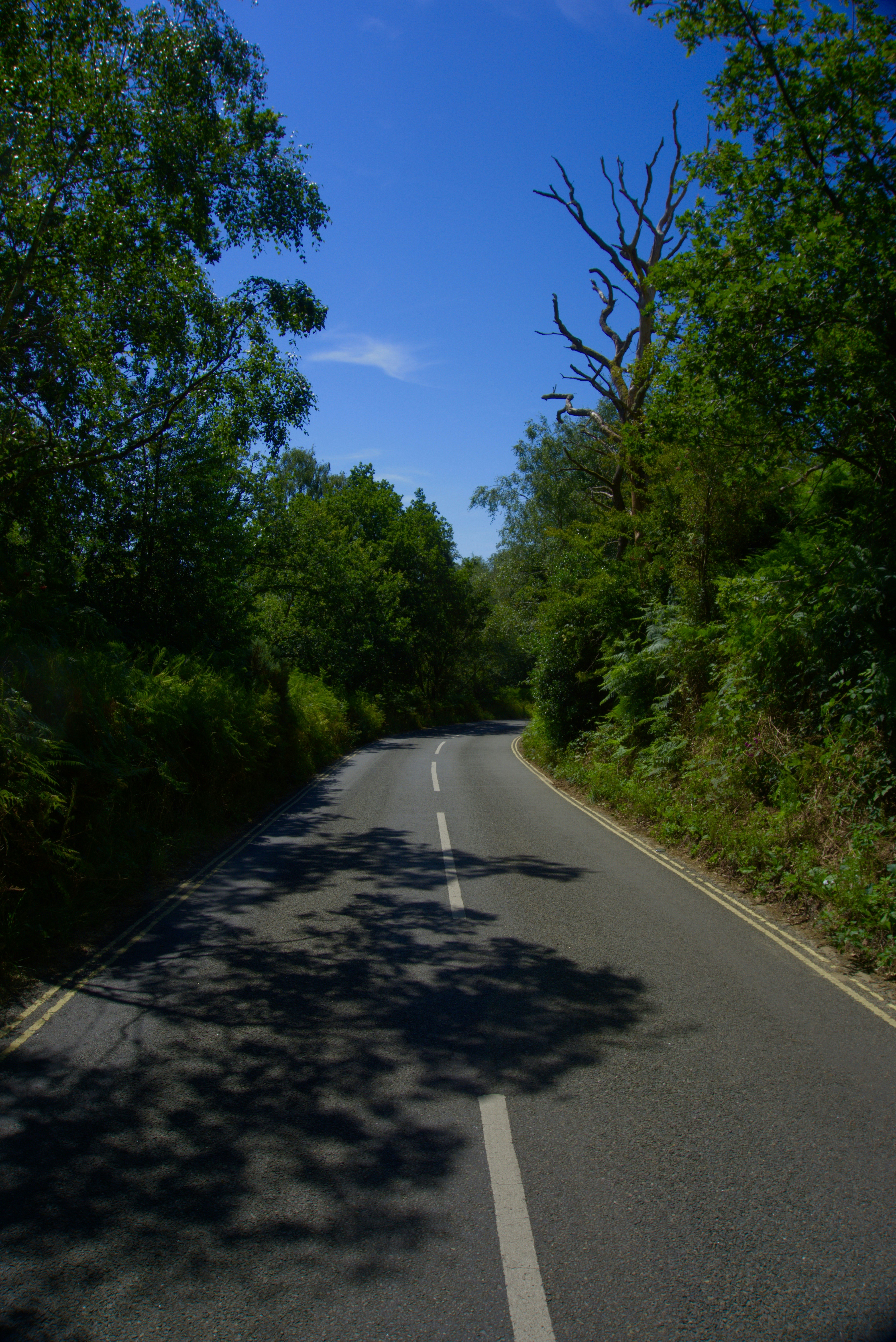 Grey Woolf (@greywoolfproductions) | Comunidad de fotos de Unsplash