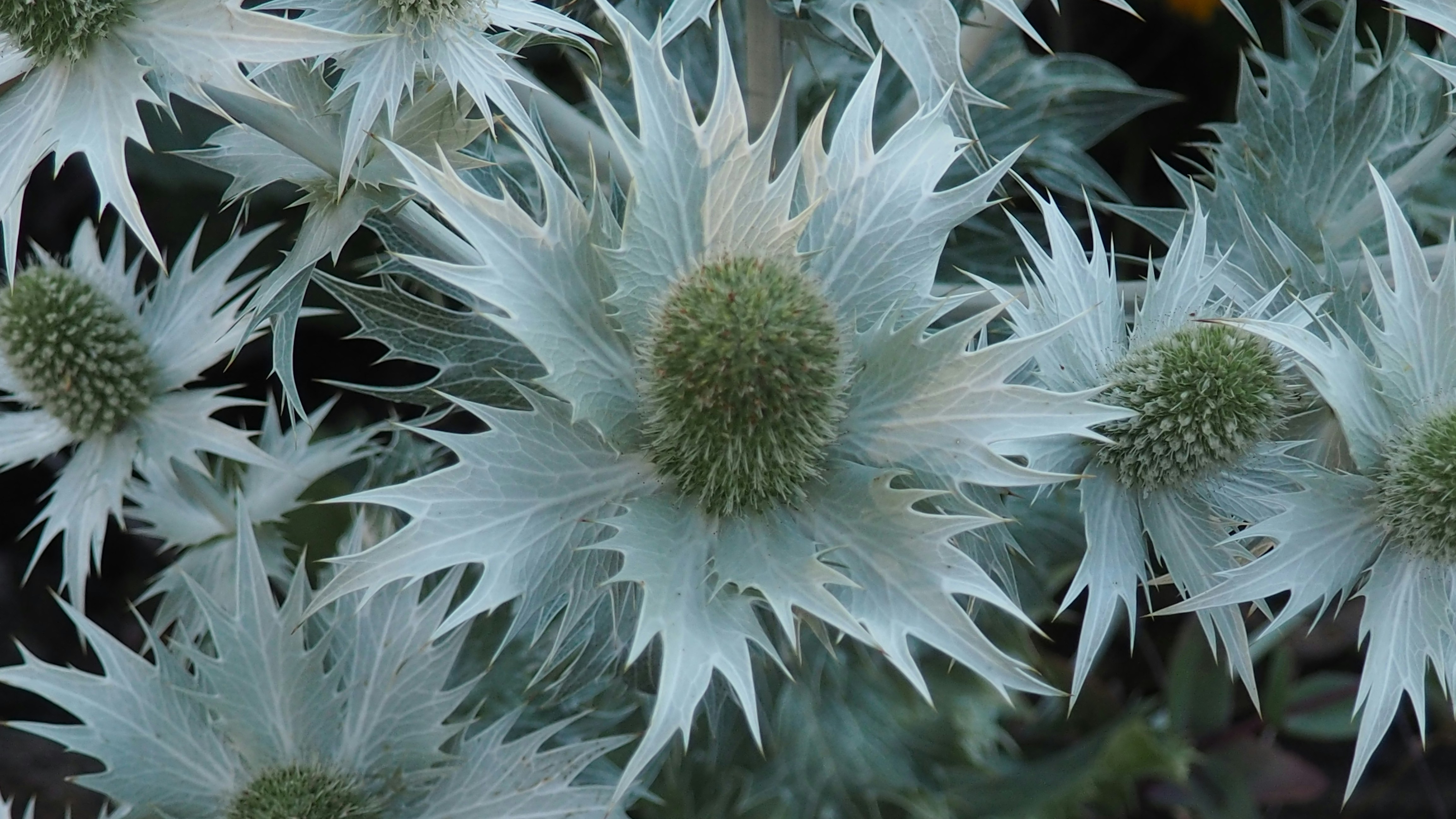 Icy Floral Crown: Blue-green Eryngium in Shimmering Bloomscape