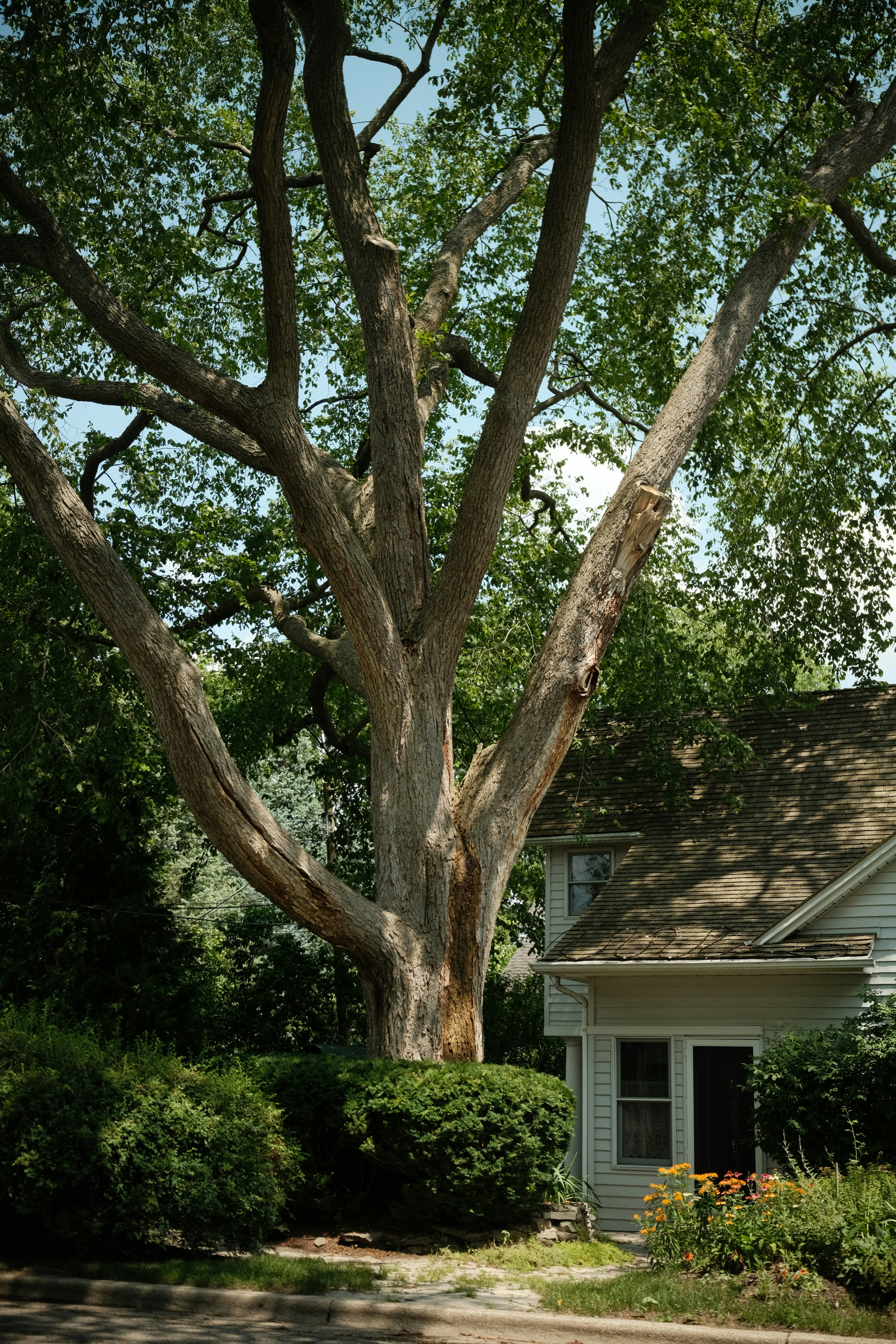 A large tree stands beside a house.
