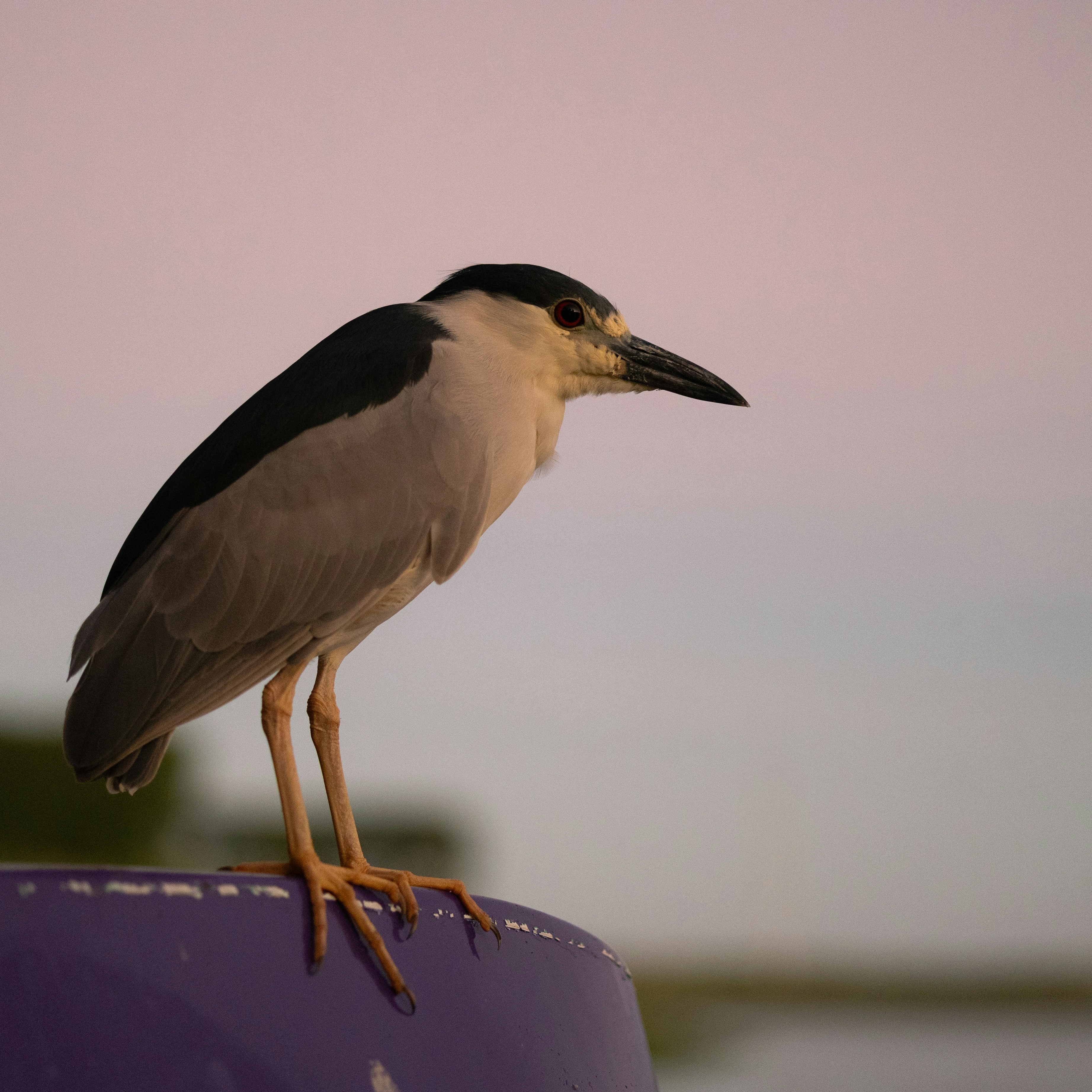 Dusk Vigil: Black-crowned Night Heron Perched on a Violet Rail