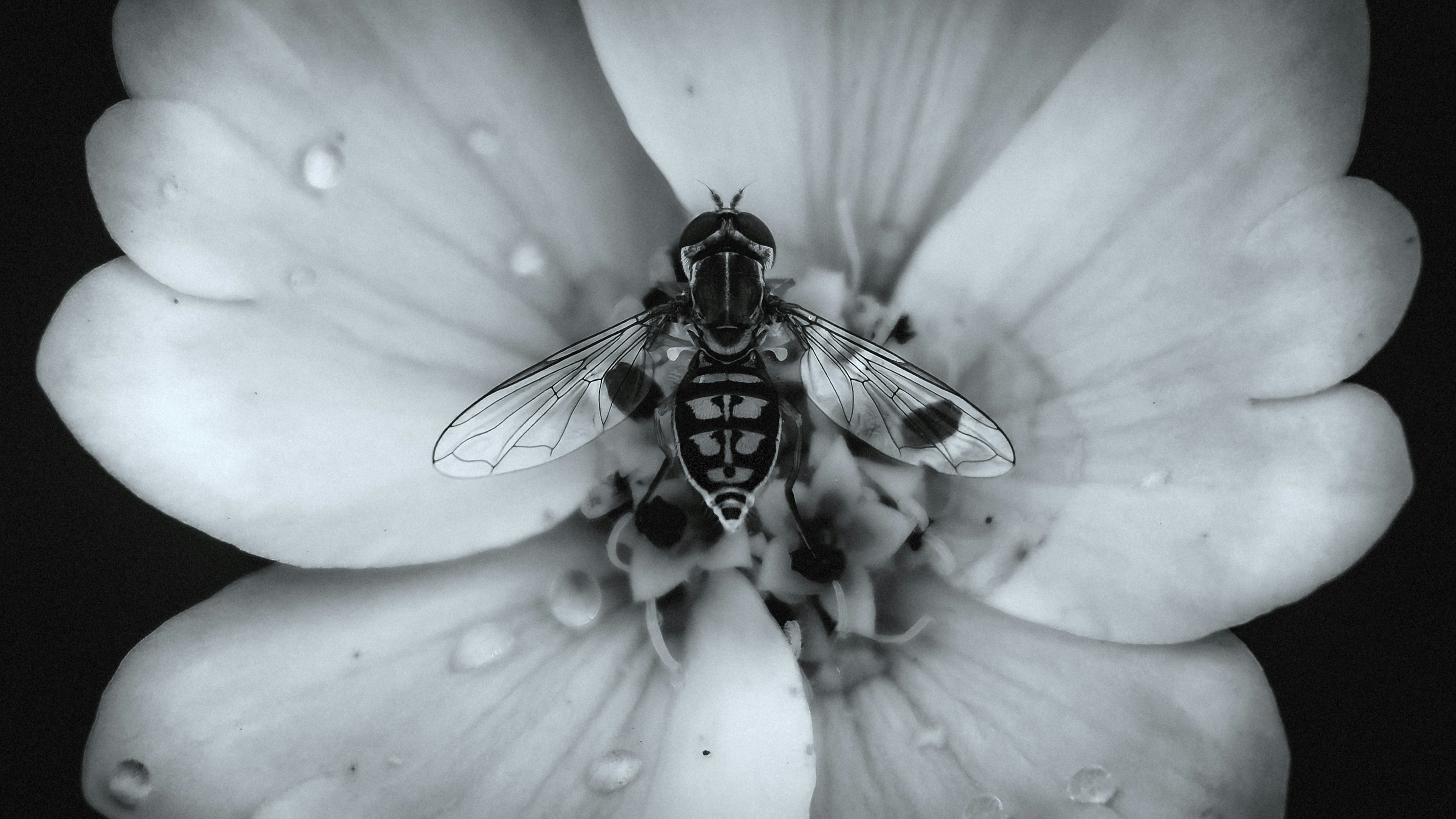 A bee rests on a flower, in grayscale. photo – Free Flower Image on ...