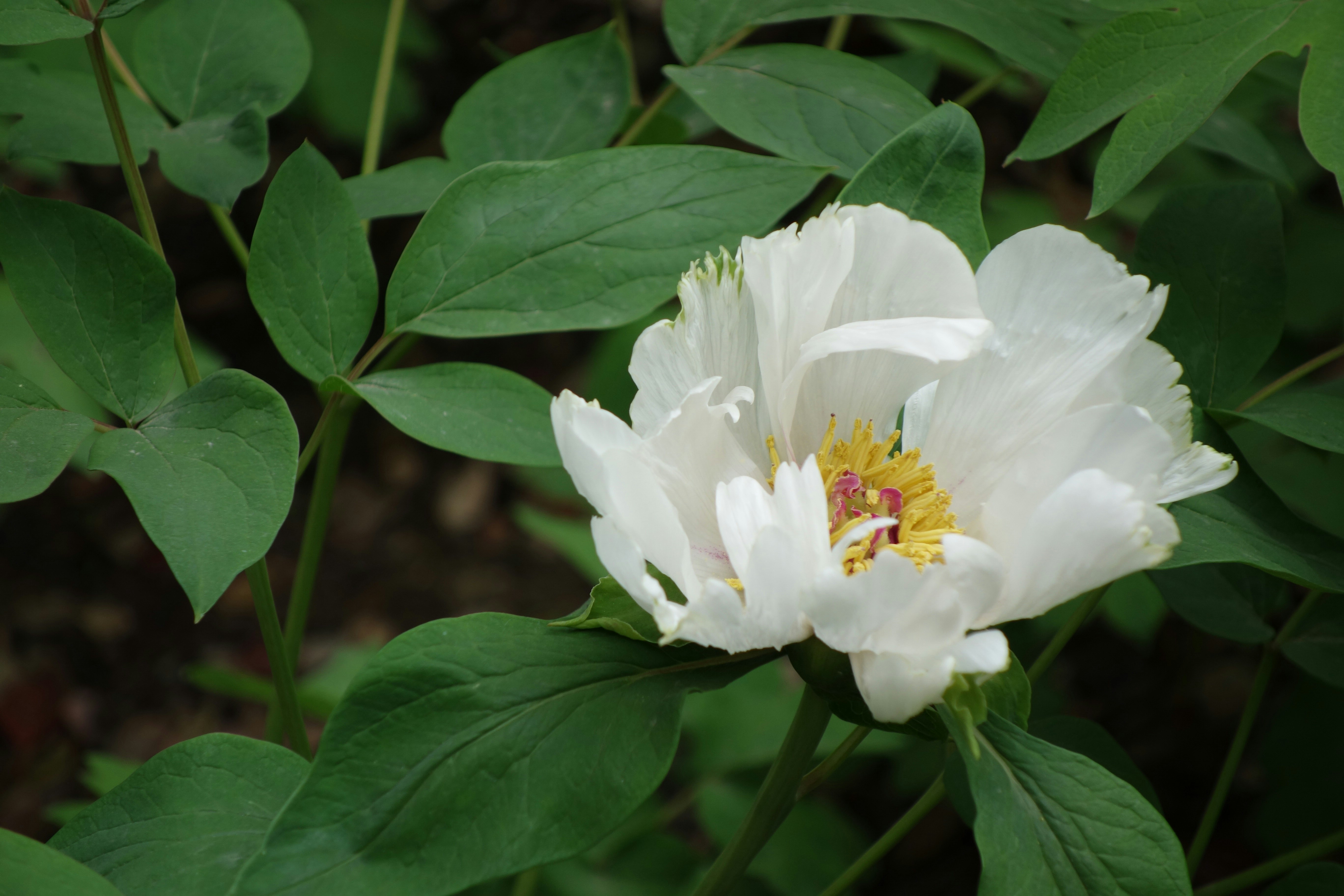 Whispers of Spring: The Elegance of a White Peony