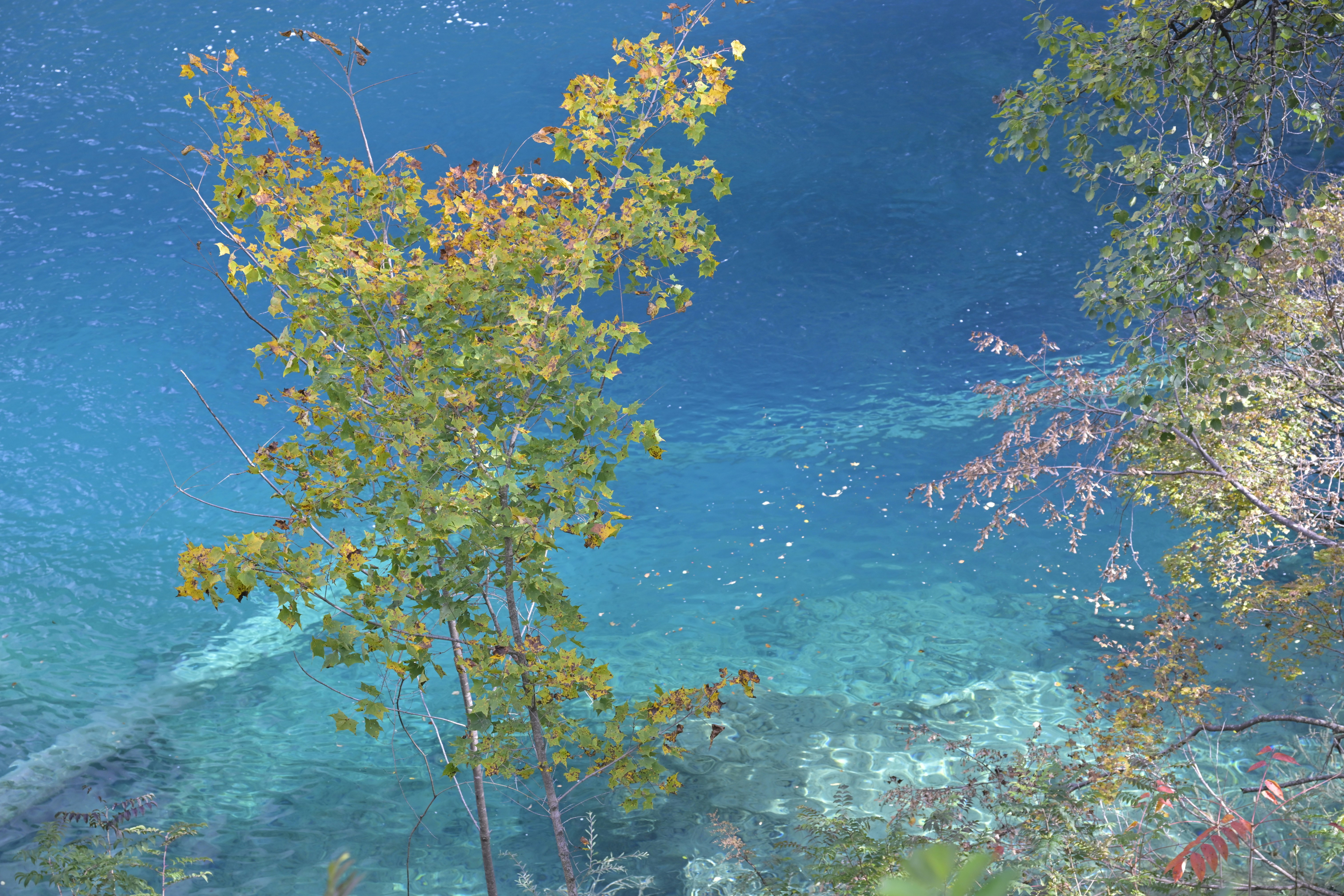 Whispers of Autumn Beneath the Water's Surface
