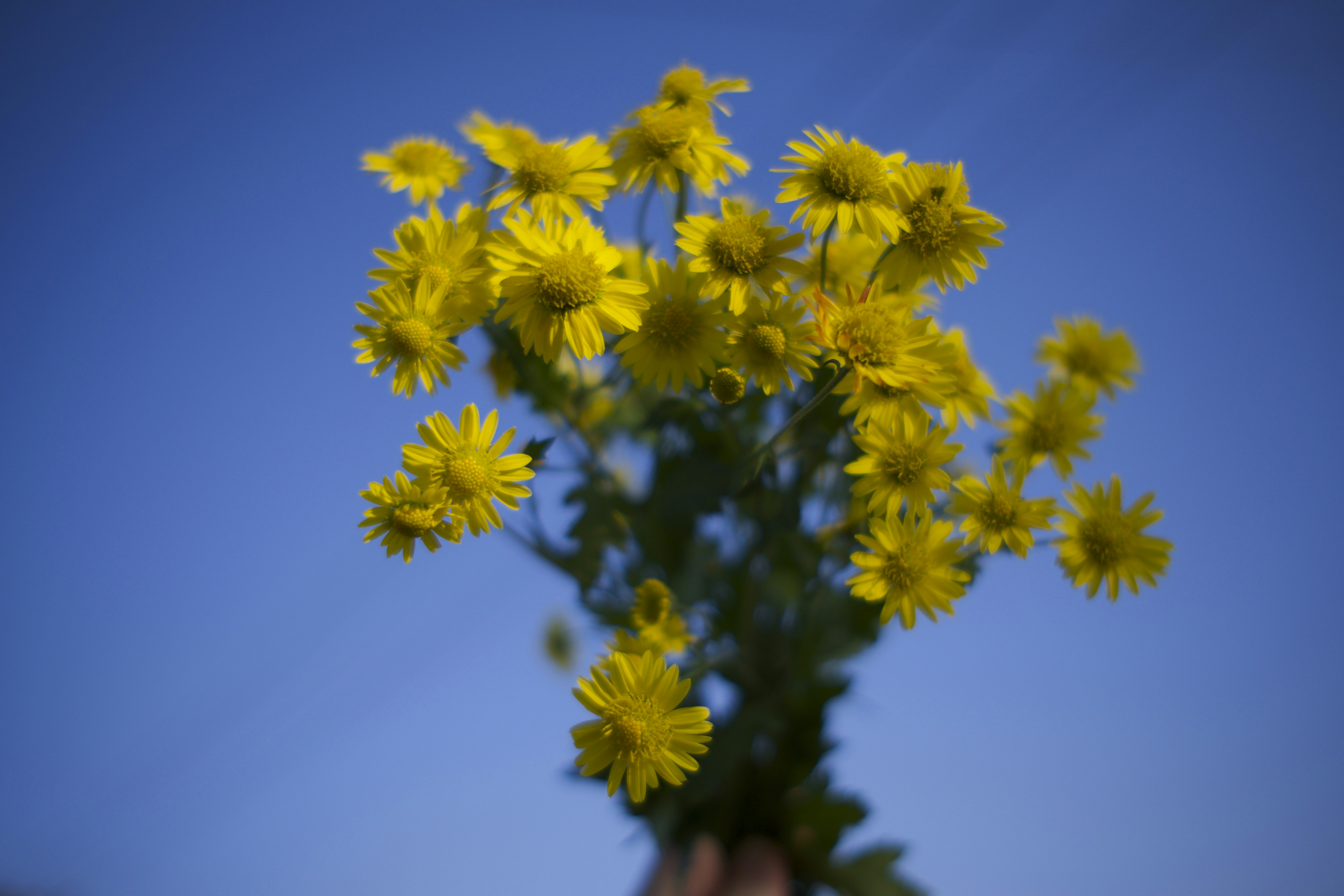 Vibrant bouquet of yellow wildflowers set against a clear blue sky, showcasing nature's beauty and simplicity.