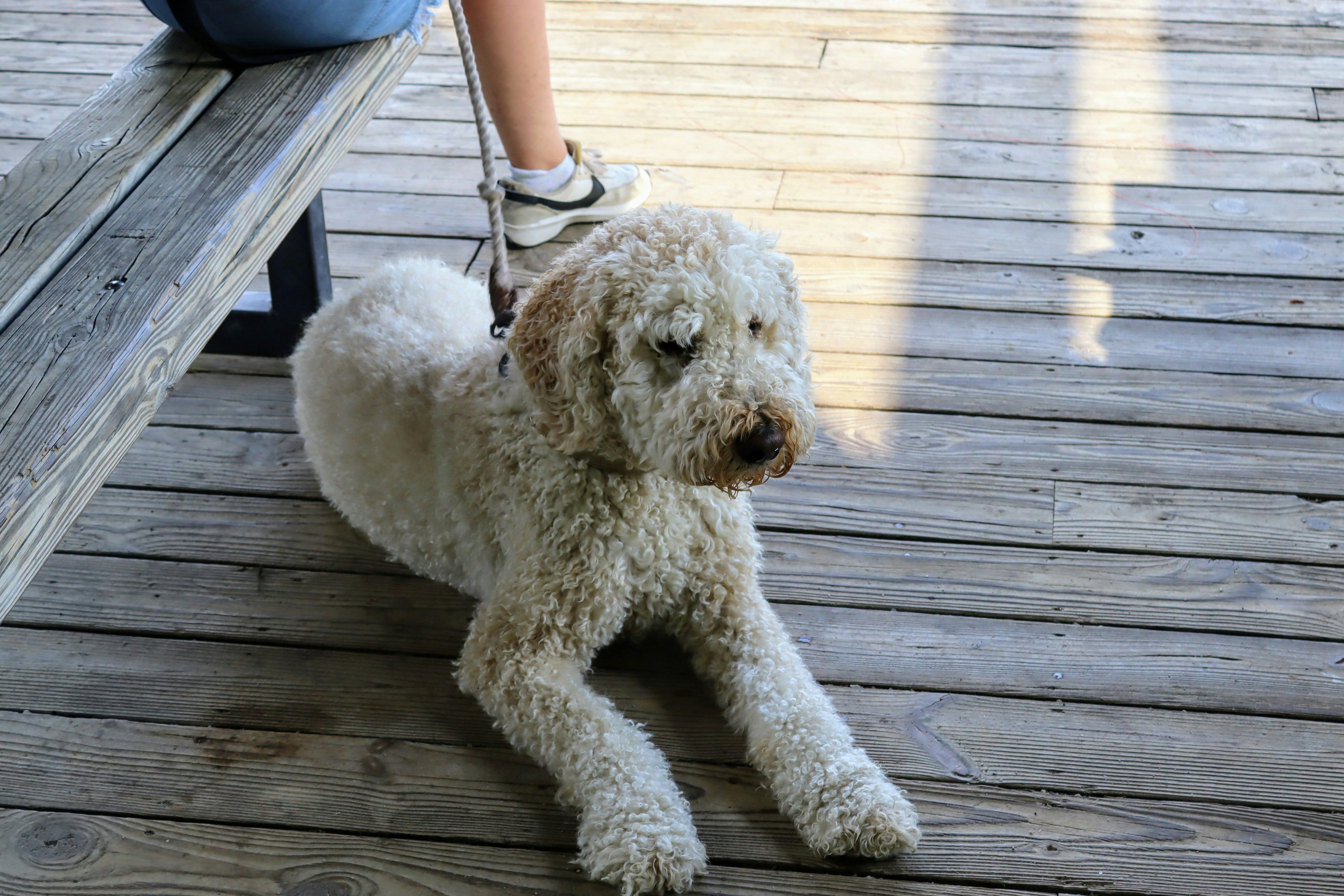 A fluffy dog rests on a wooden deck.