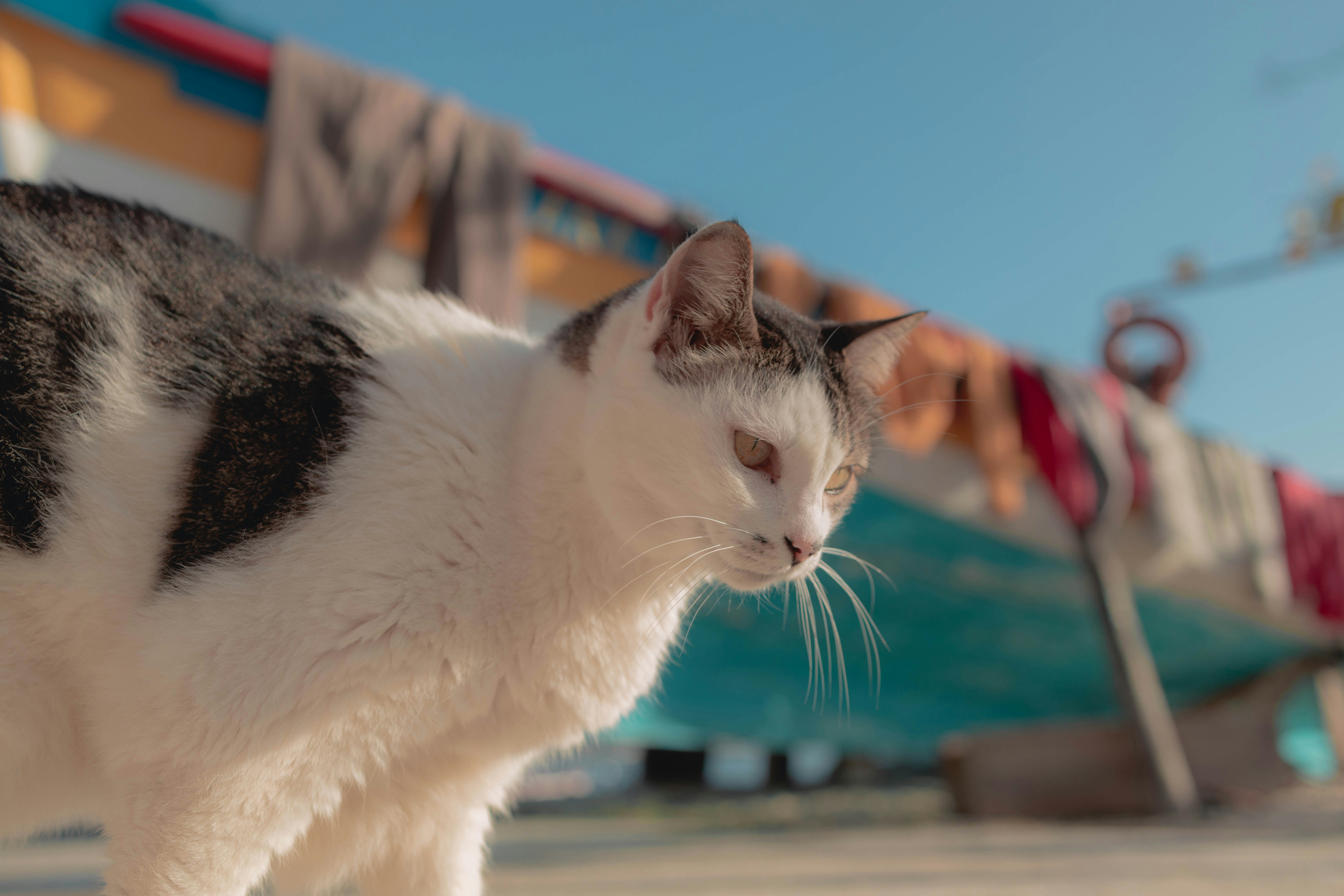 Sunlit Whiskers at the Laundry Line: A Quiet Portrait