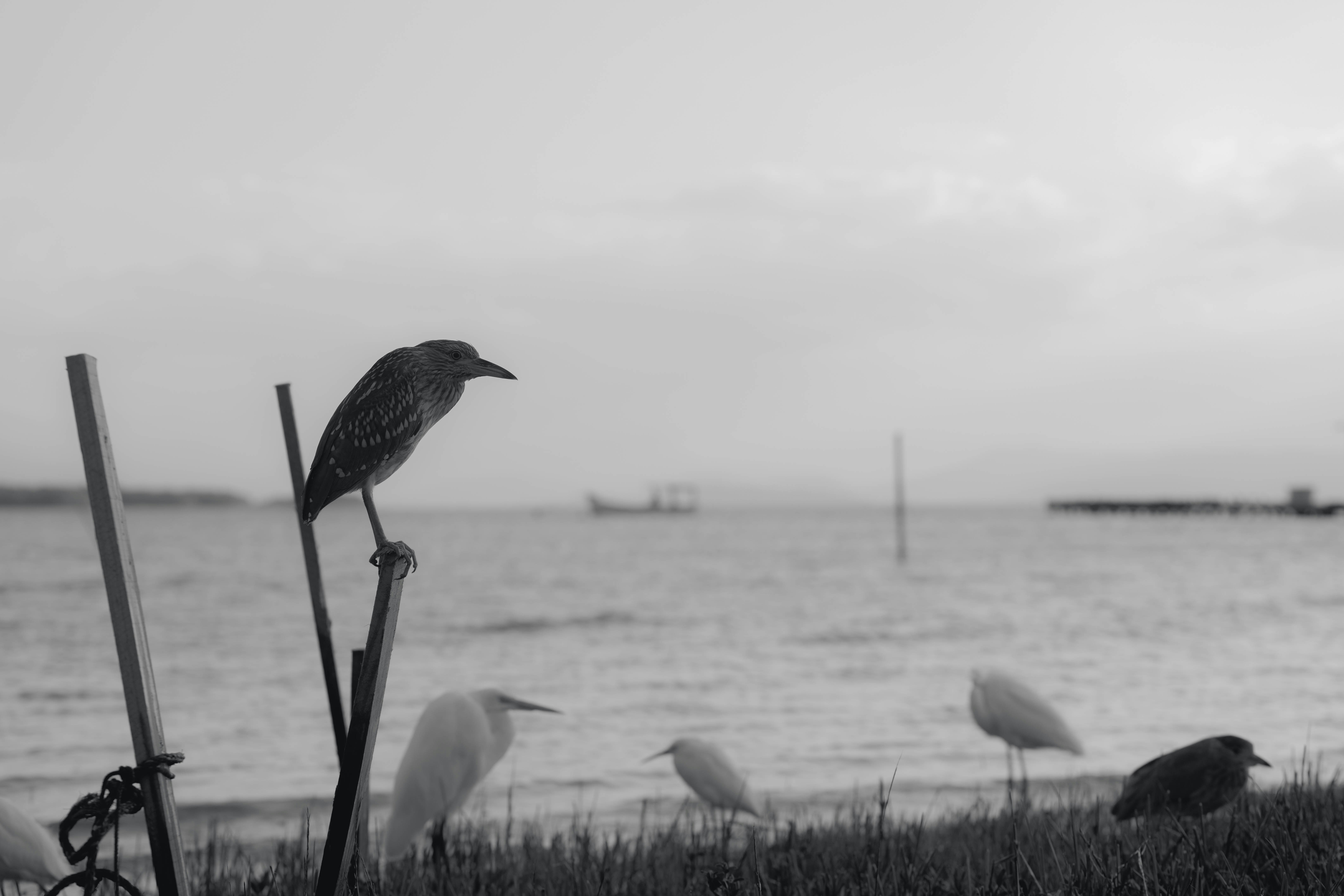 Silent Vigil by the Shoreline