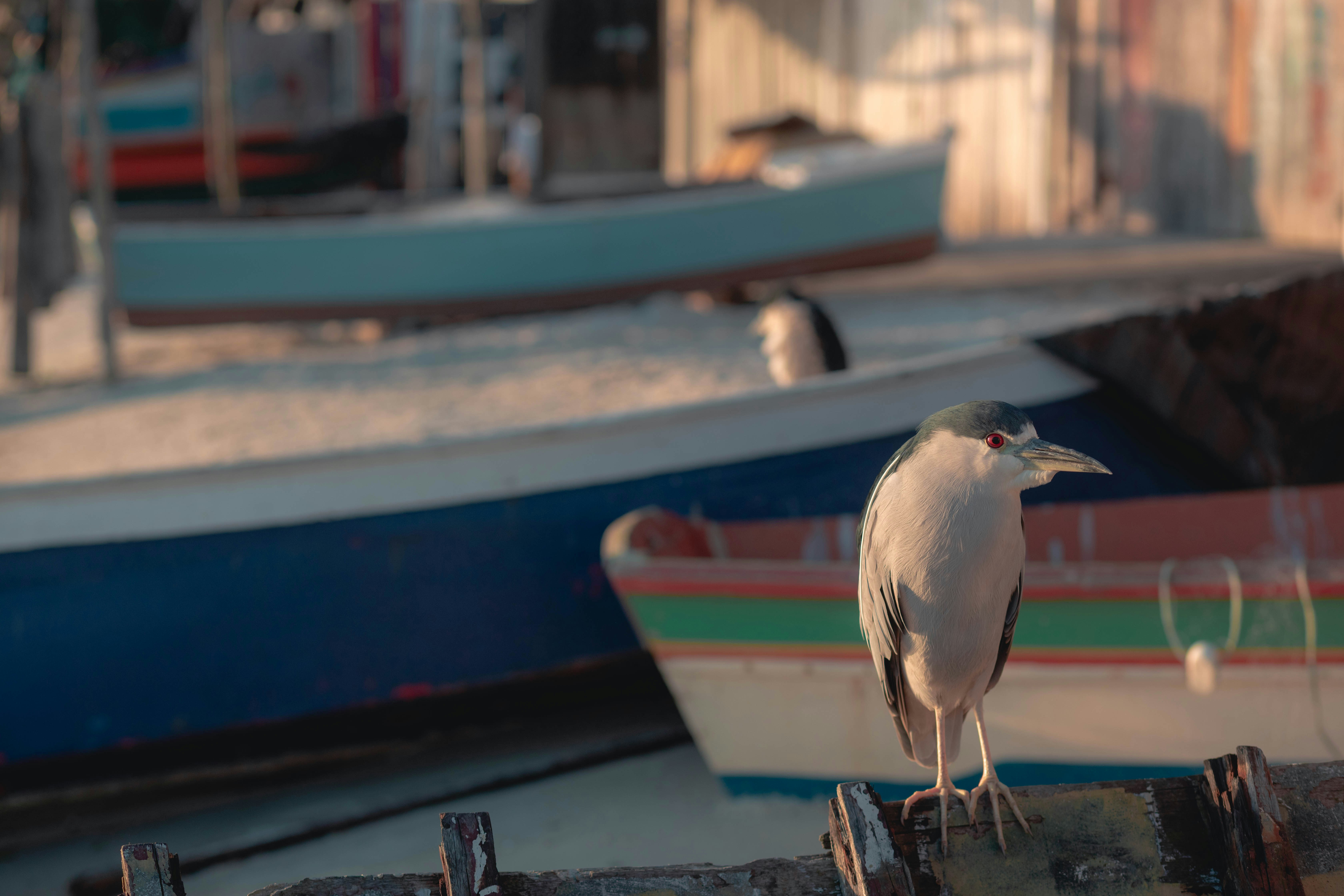 A black-crowned night heron perches on a weathered beam, surrounded by colorful fishing boats in a serene coastal setting.