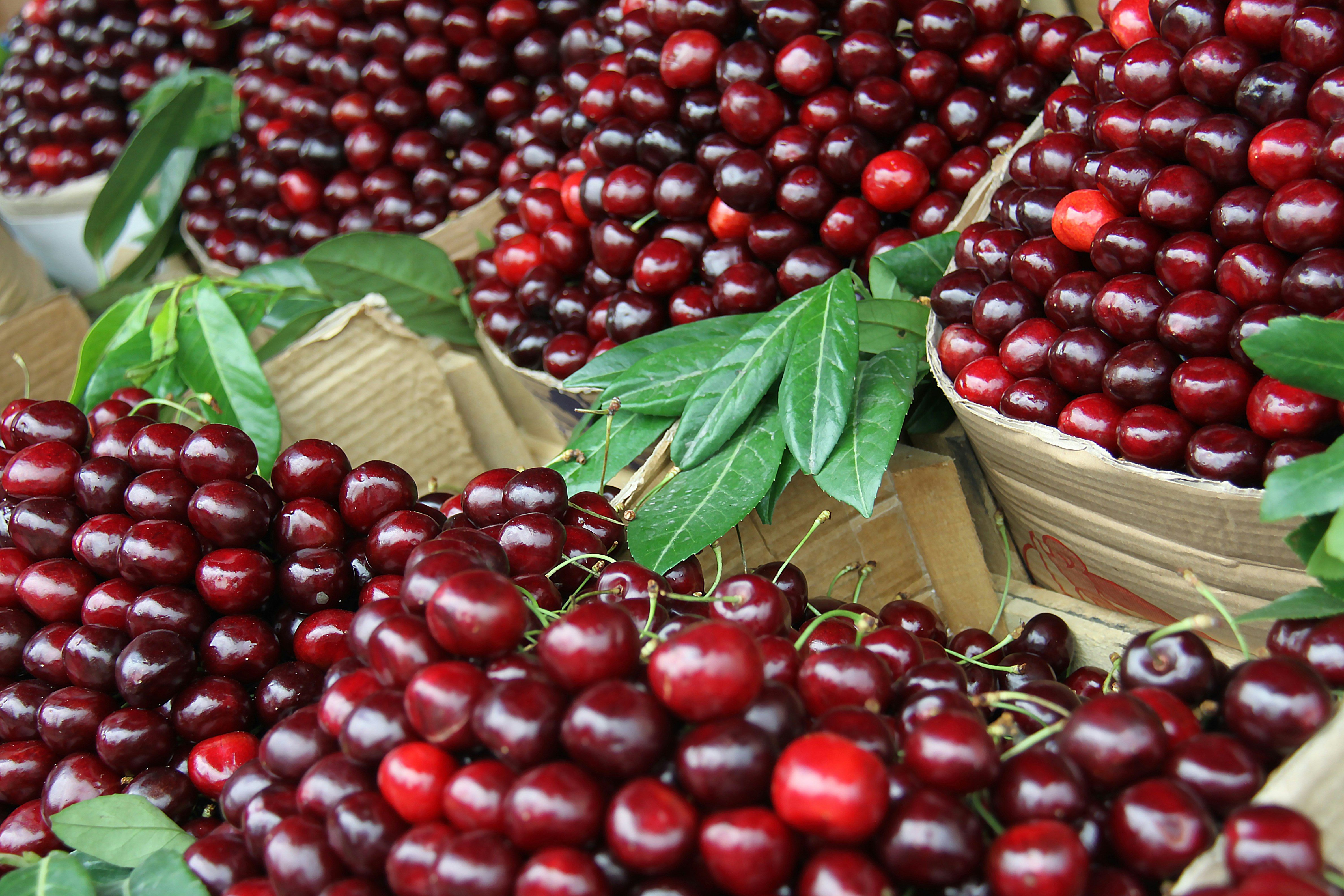 Harvested Gems: A Cherry Abundance