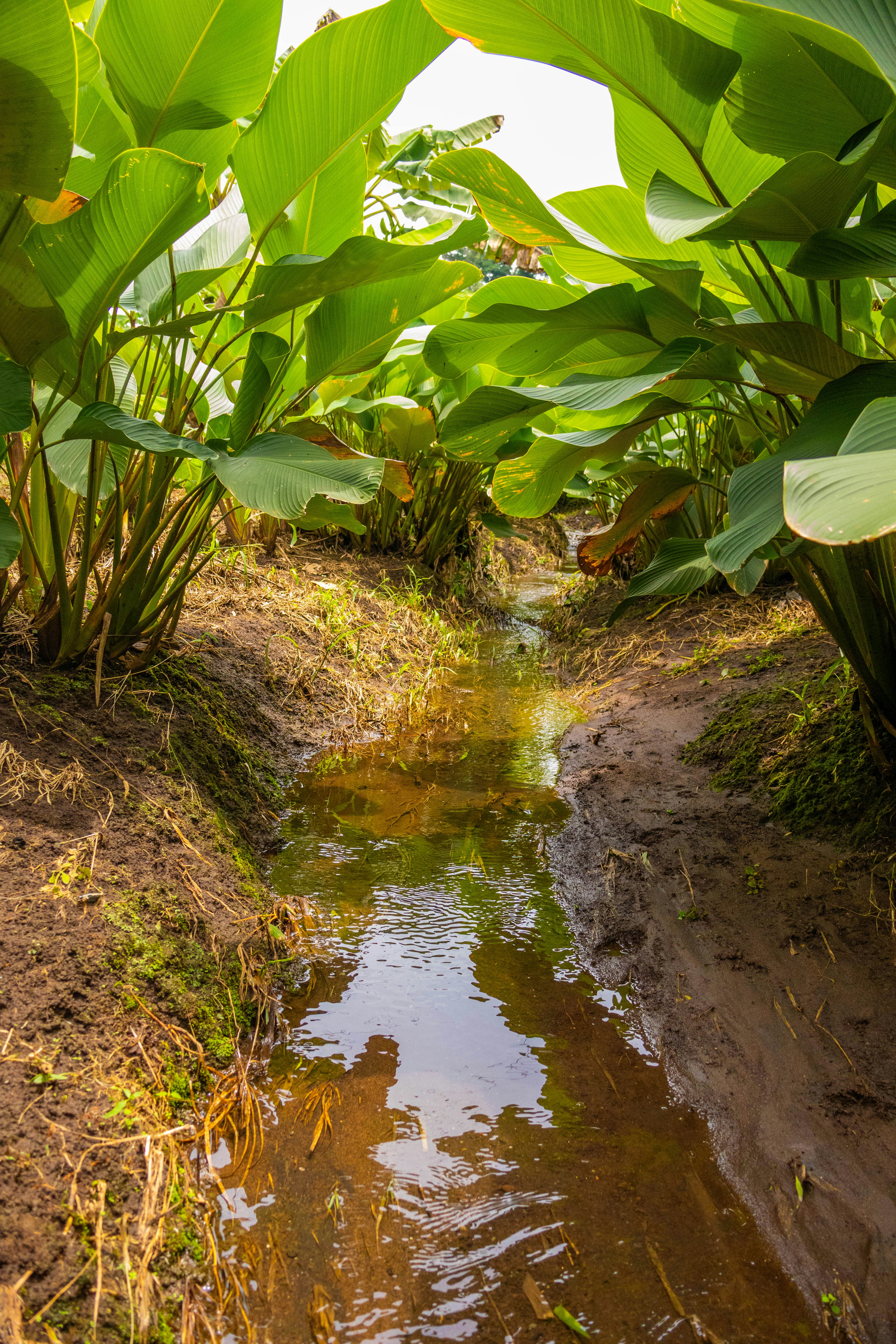 A stream flows through lush, green foliage.