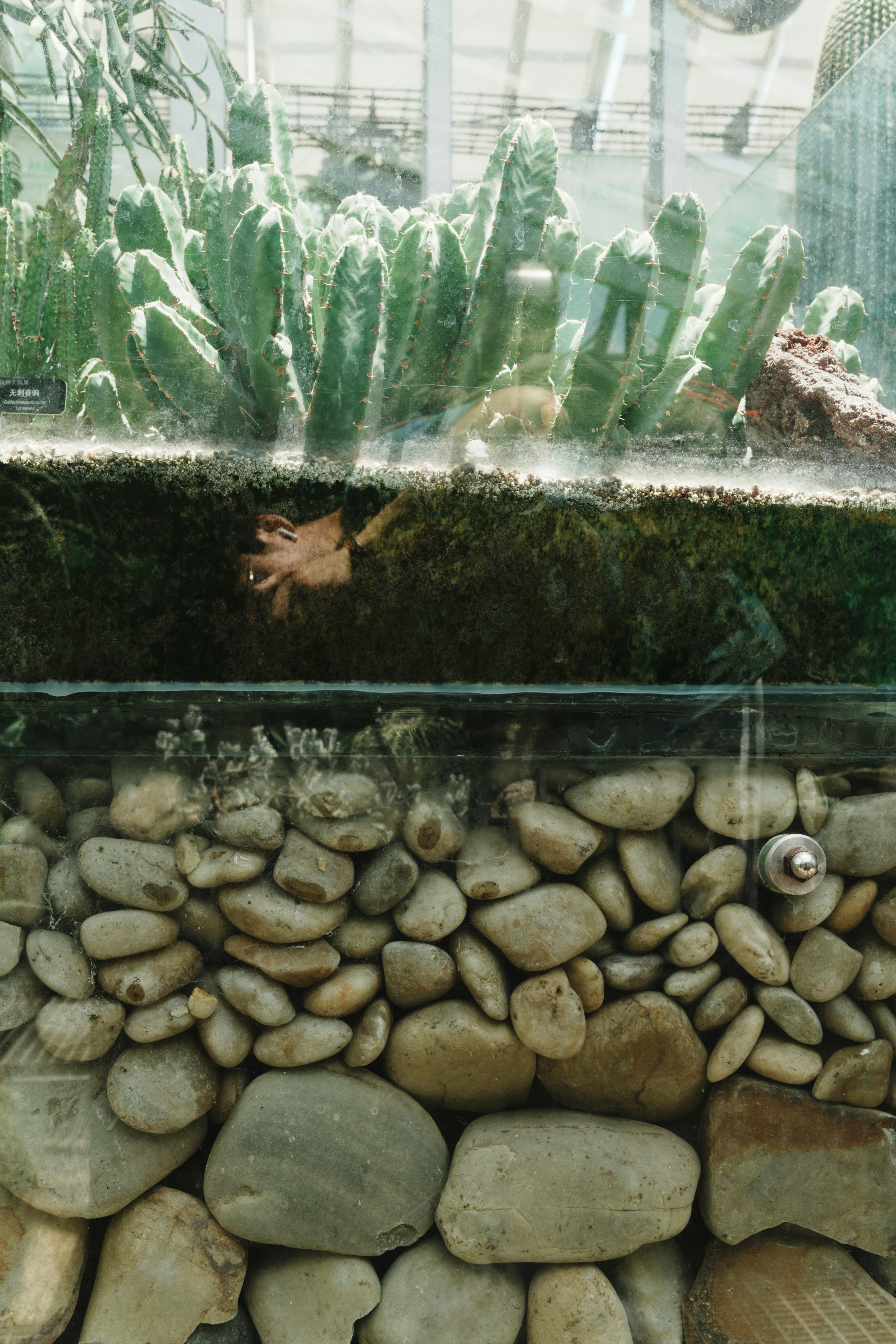 Guppy Grass Uncovered: 12 Expert Secrets for Thriving Aquariums 🌿 (2026 ...