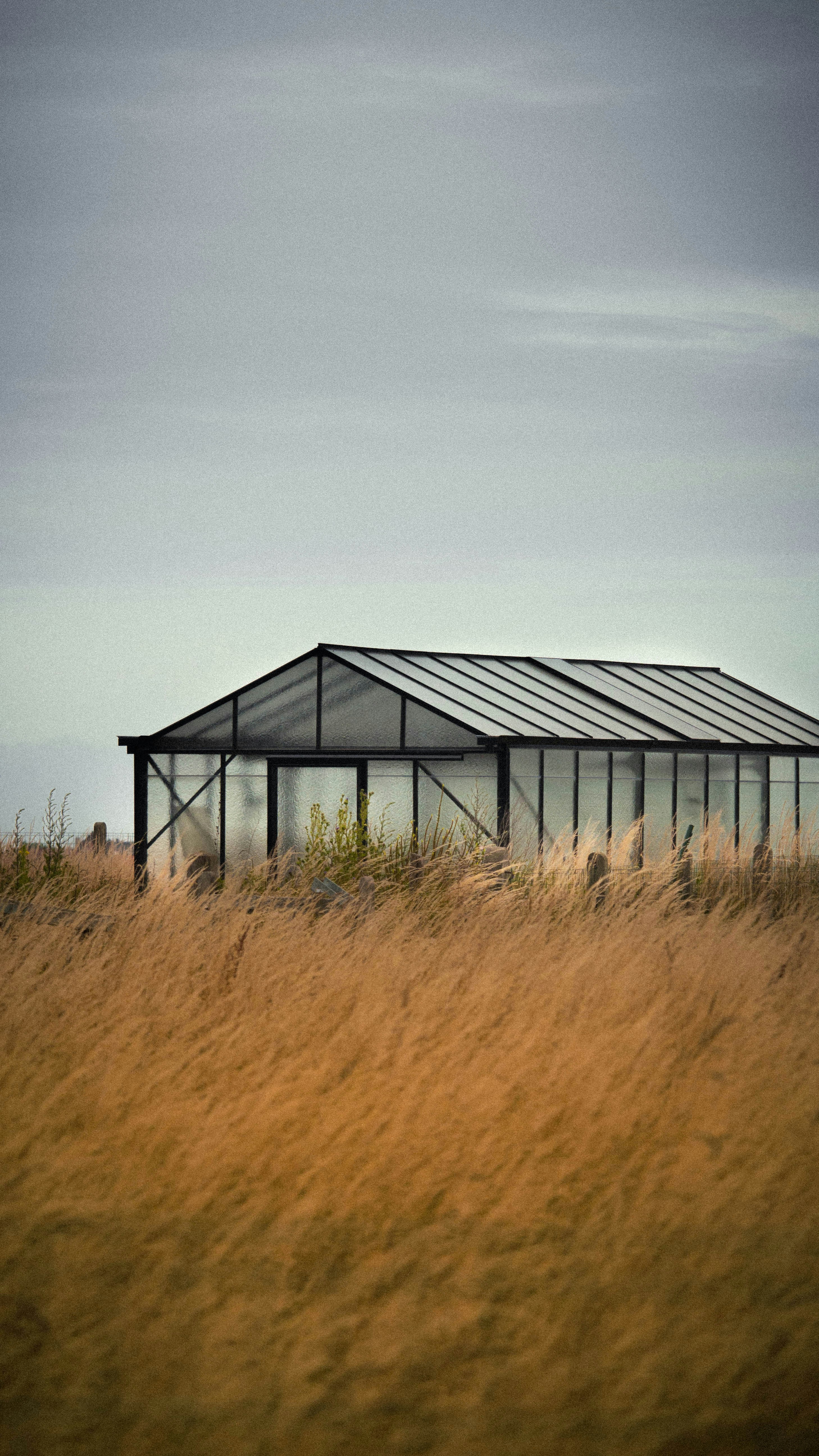 Modern greenhouse in tall golden grass under cloudy sky | A greenhouse sits in a field of tall grass.