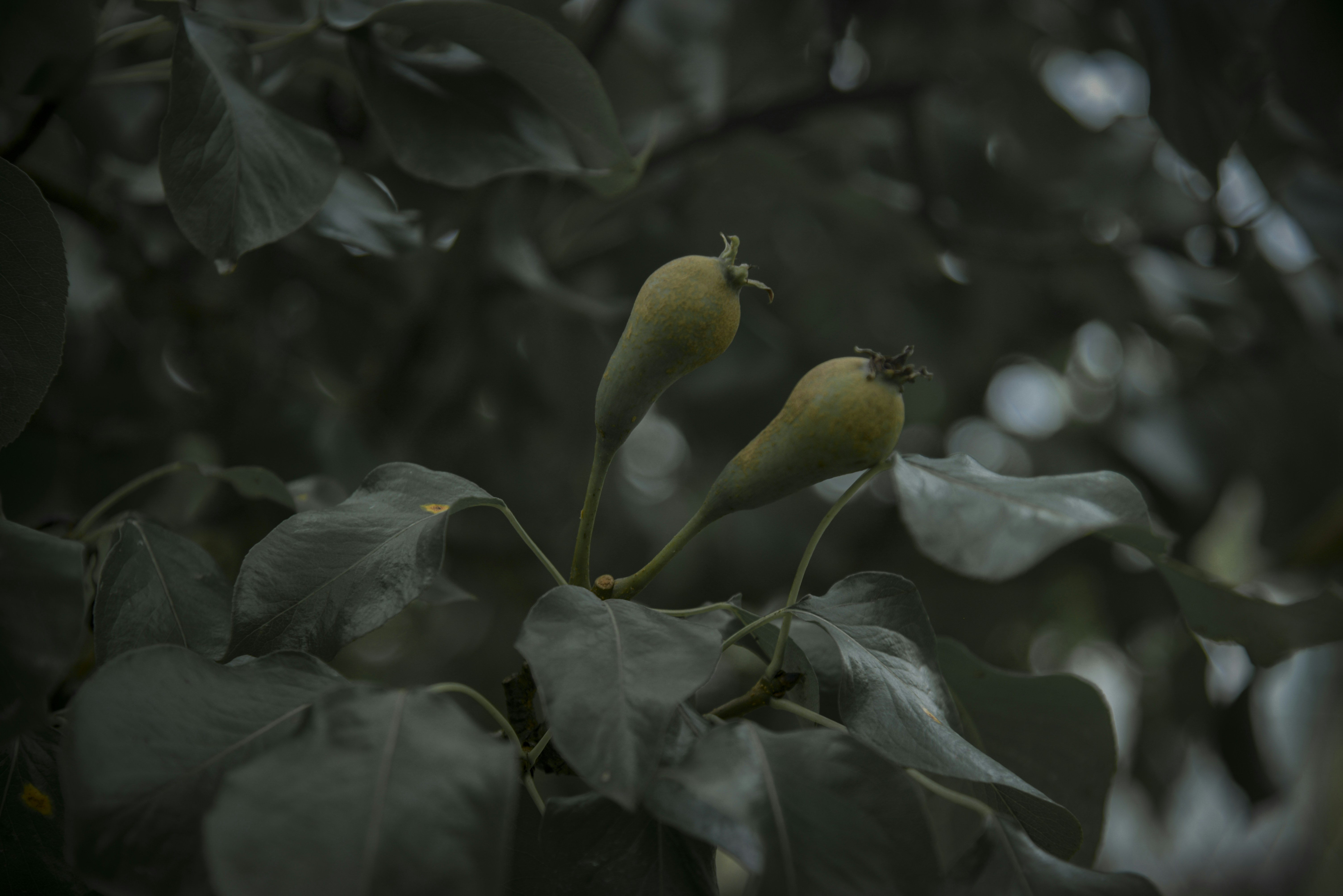 Emerging Pears Among Shadows