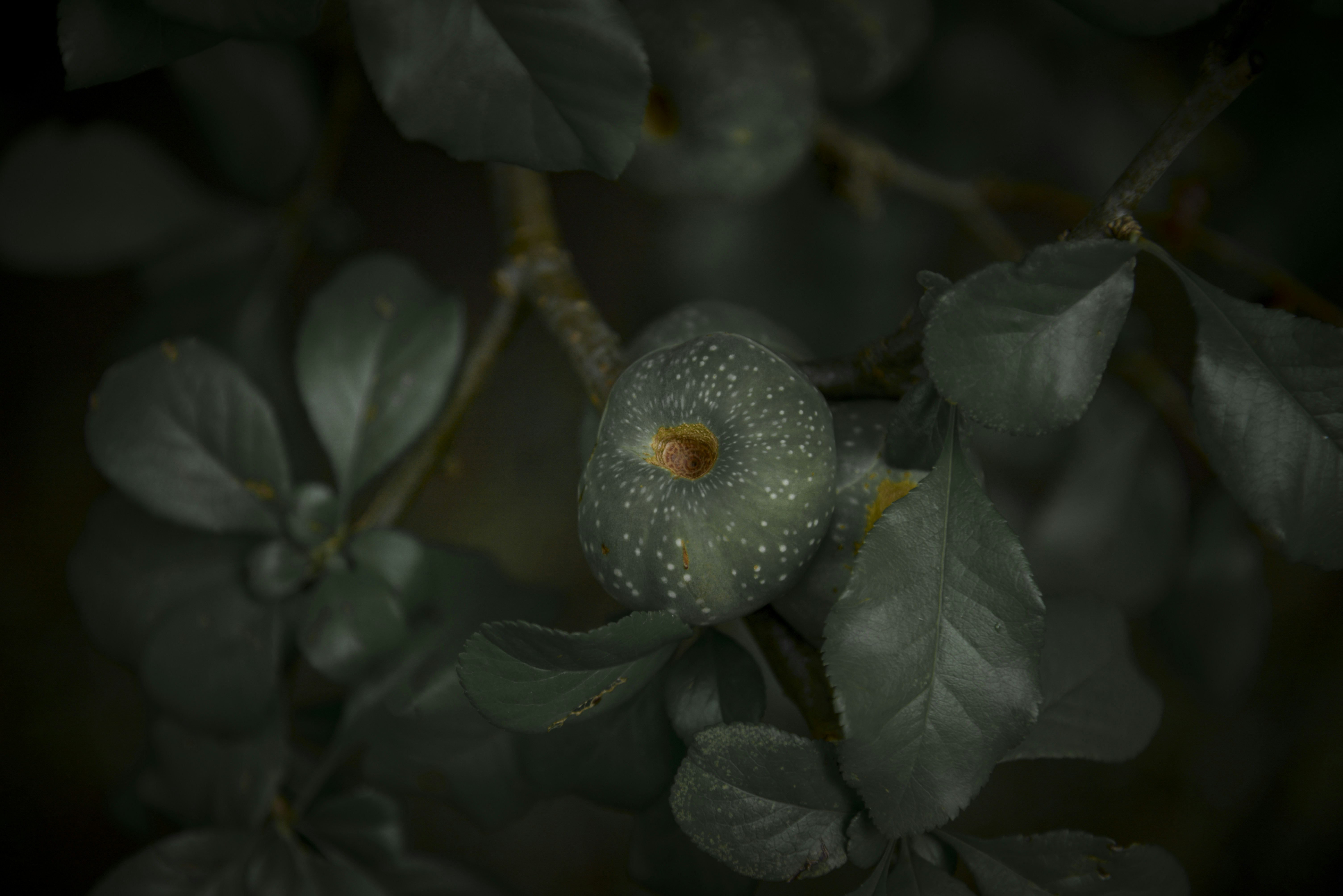 Whispers of Nature: The Hidden Fig