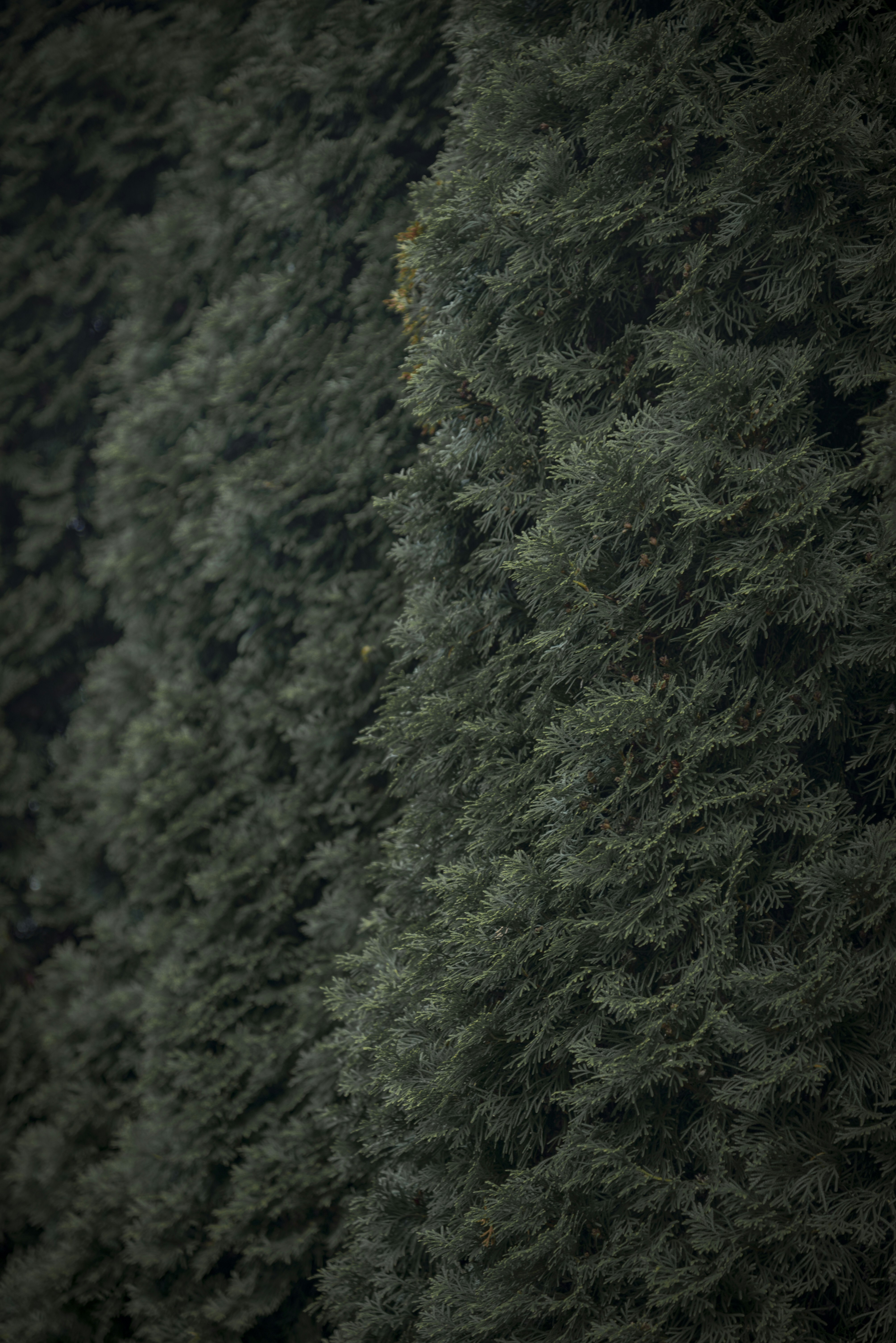 Evergreen trees make a dark and textured backdrop. photo – Free Forest ...