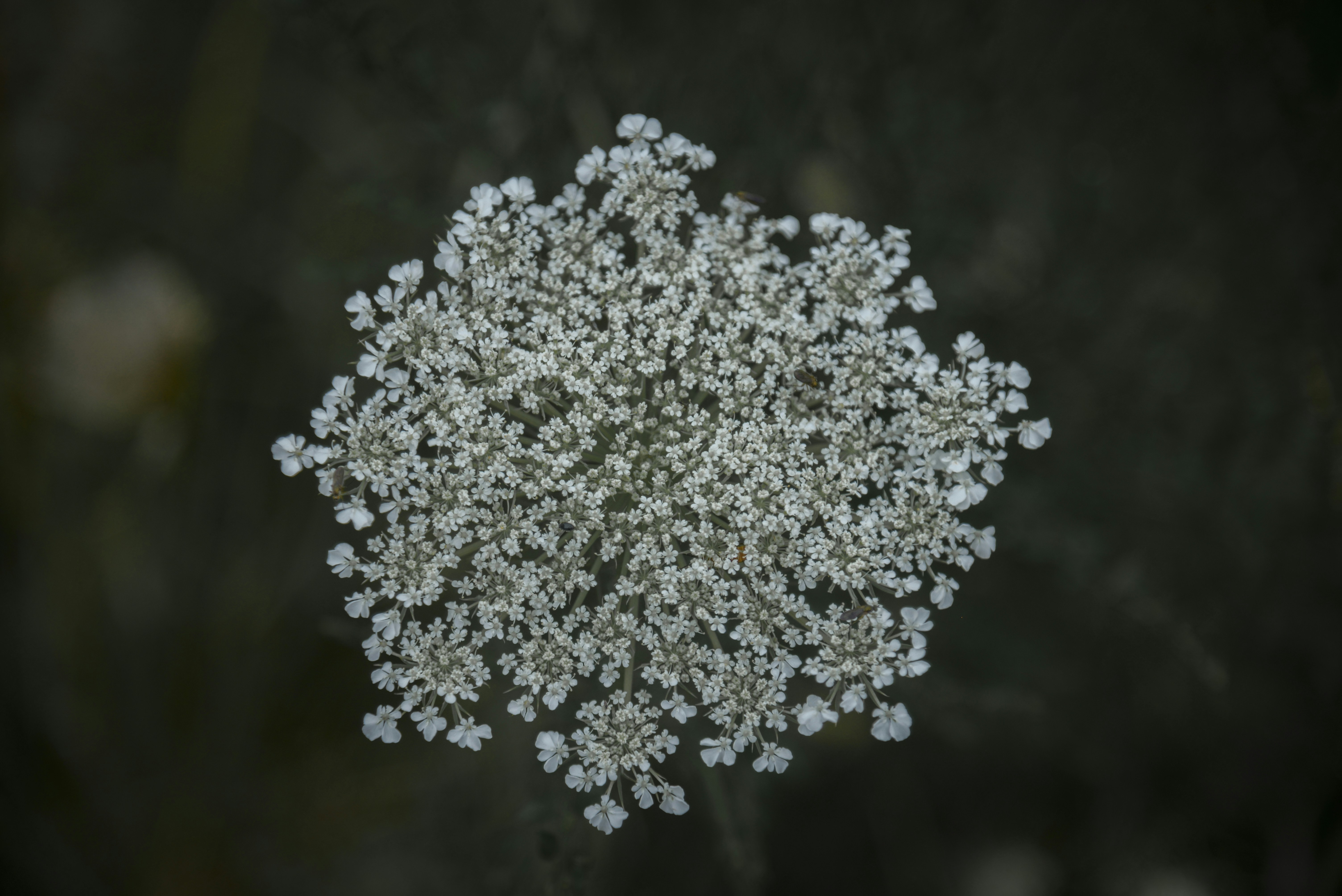 Nature's Intricate Lacework