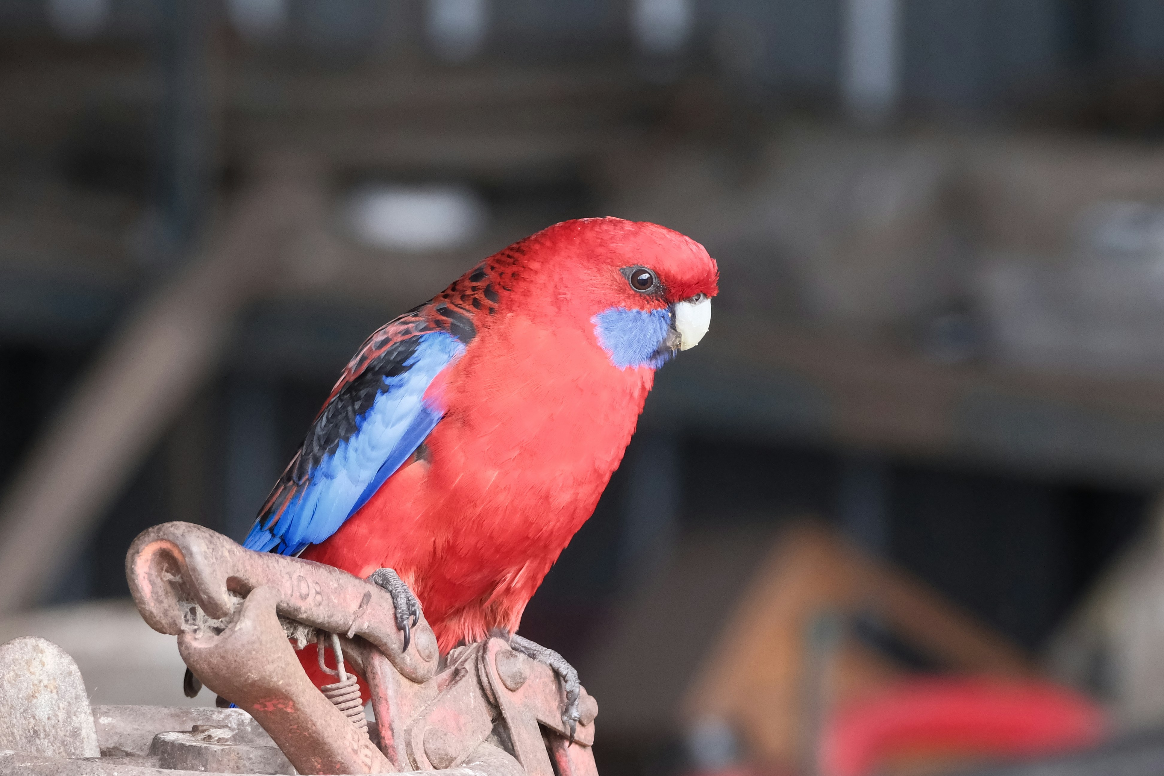 Colorful bird perched on a rustic object in a workshop setting, showcasing its vivid plumage. A moment of nature amidst human craftsmanship.