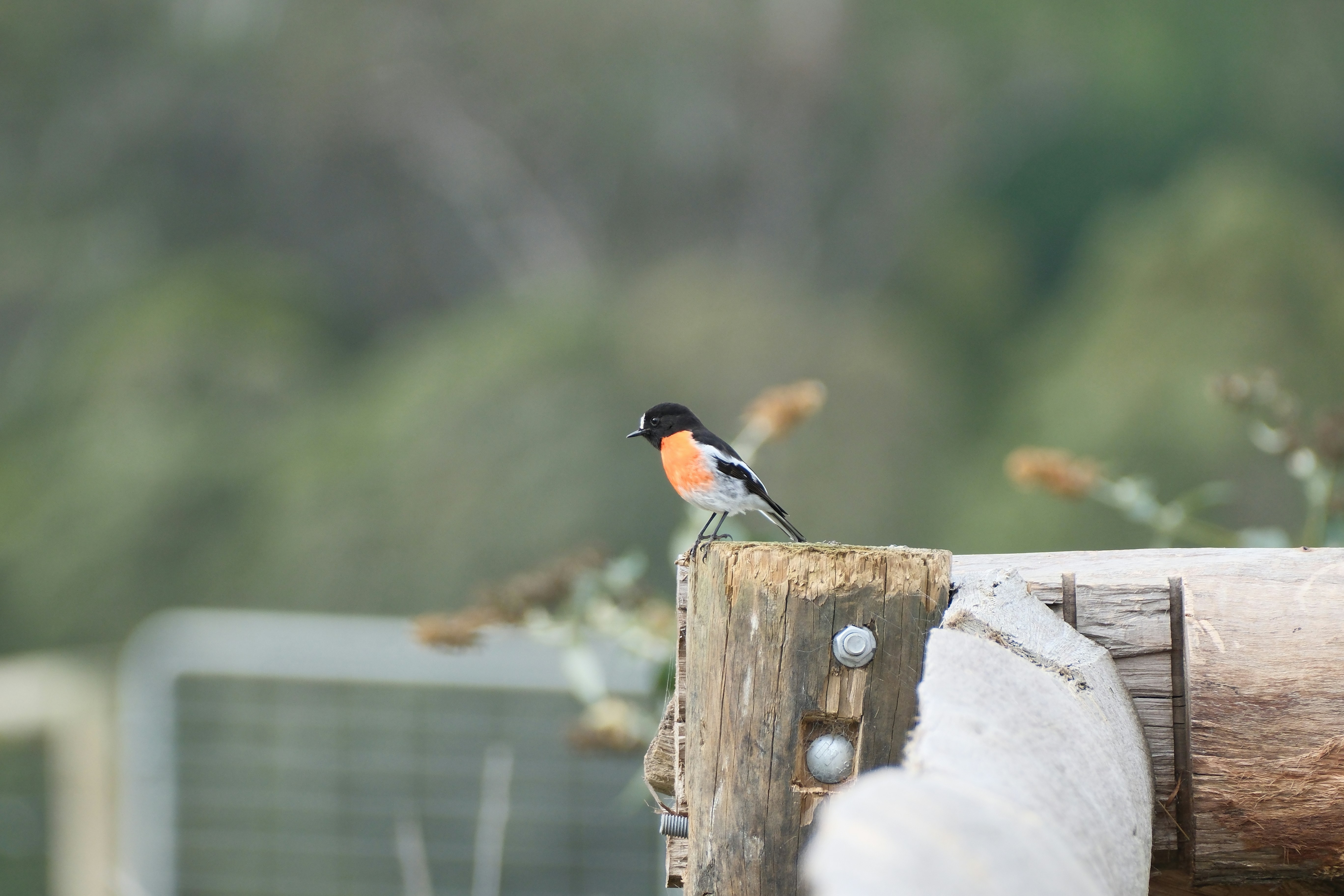 A Moment of Solitude: The Eastern Yellow Robin