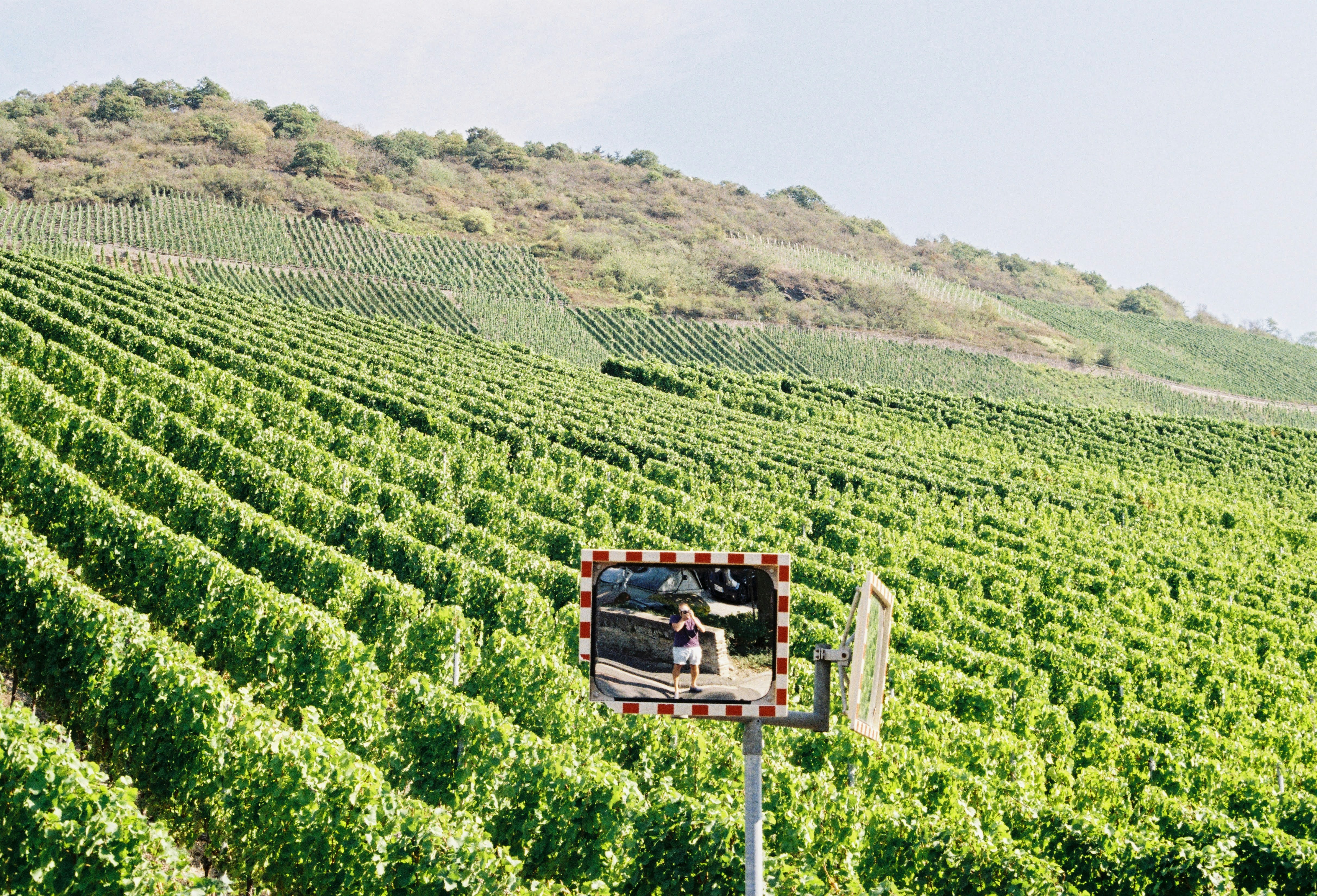 Vineyards and a mirror reflect a scenic view. photo – Free Human Image ...